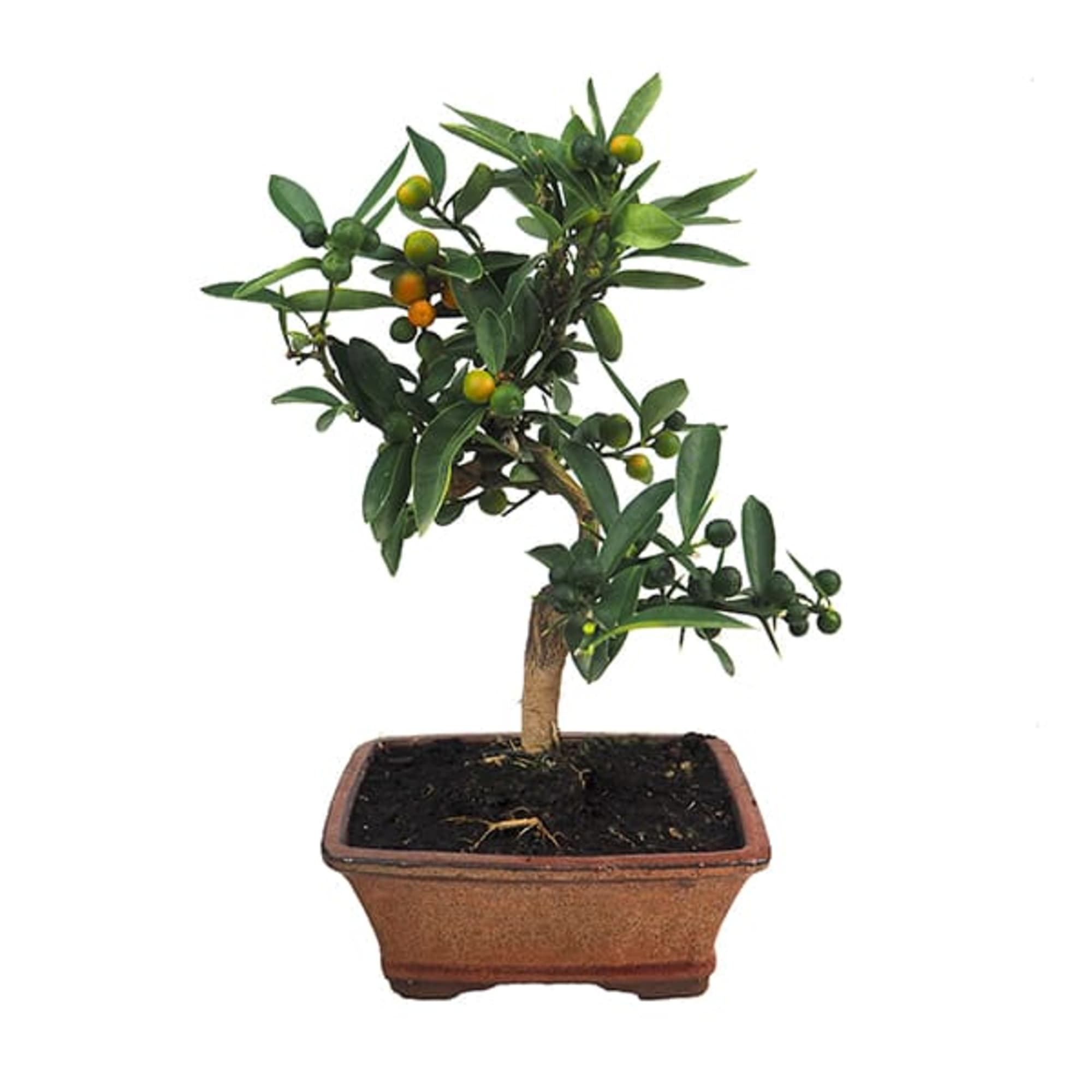 Bonsai Naranjo enano Kinzu (Citrus kinzu) | Fronda