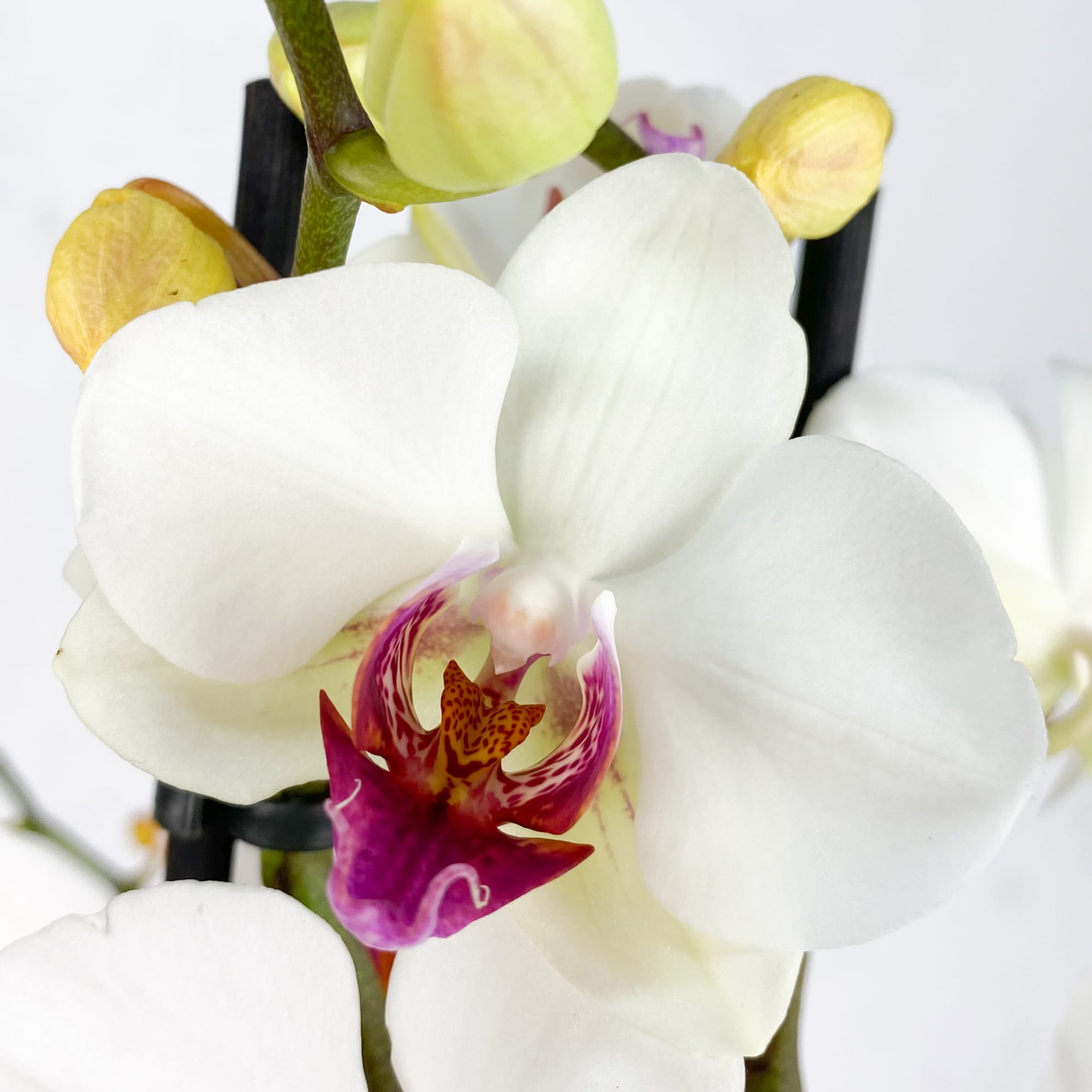 Orquídea Phalaenopsis 'Scarlion' | Fronda