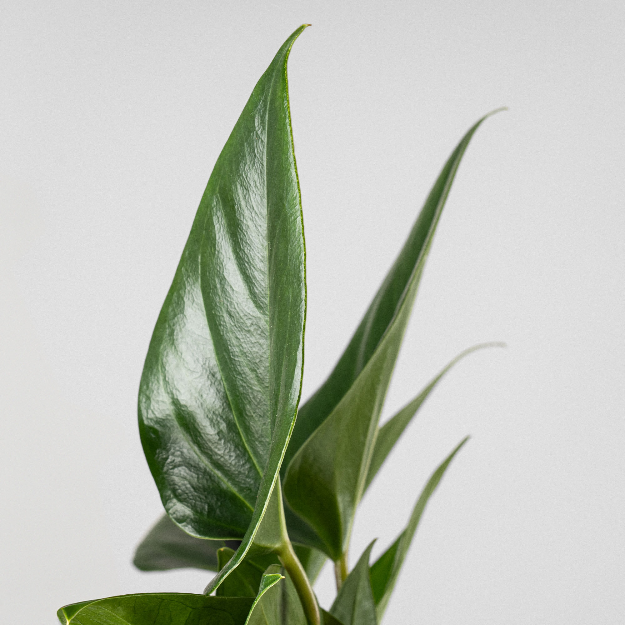 Anthurium morado Karma® | Fronda