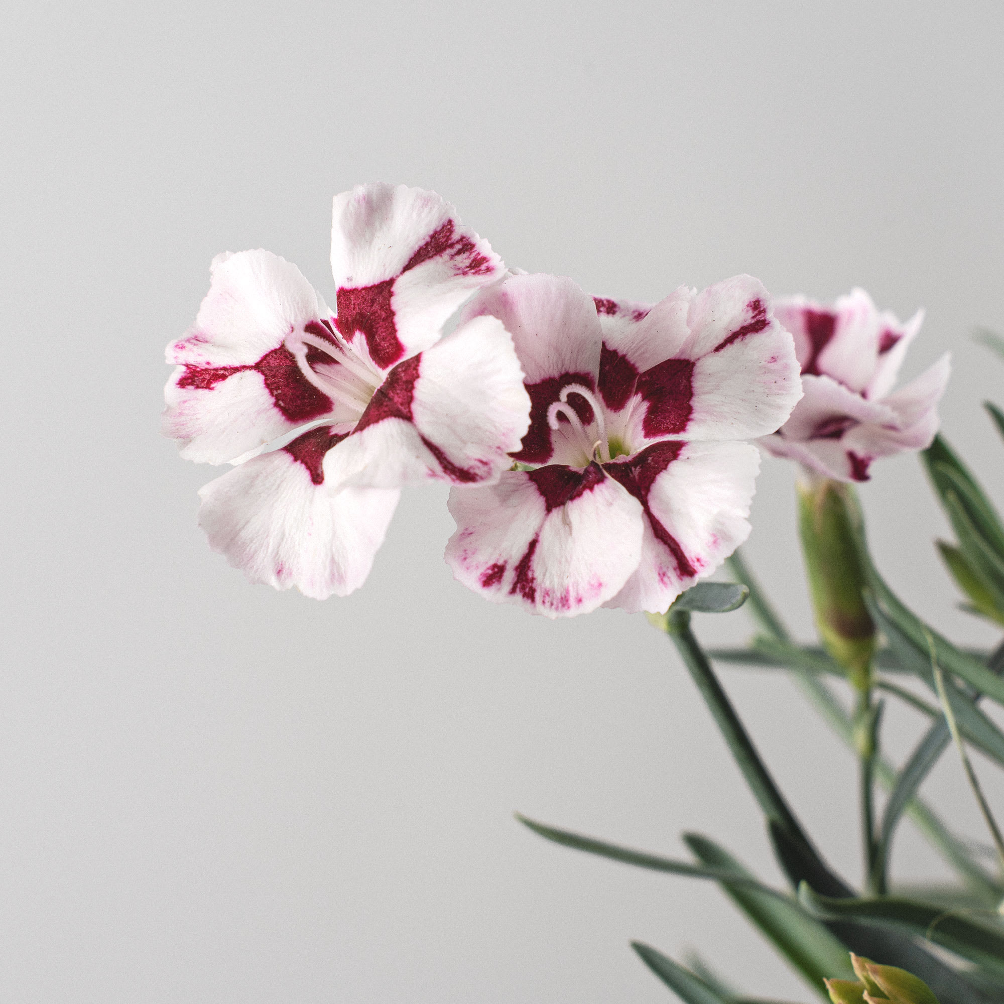 Dianthus caryophyllus 'Mini' - Clavel | Fronda