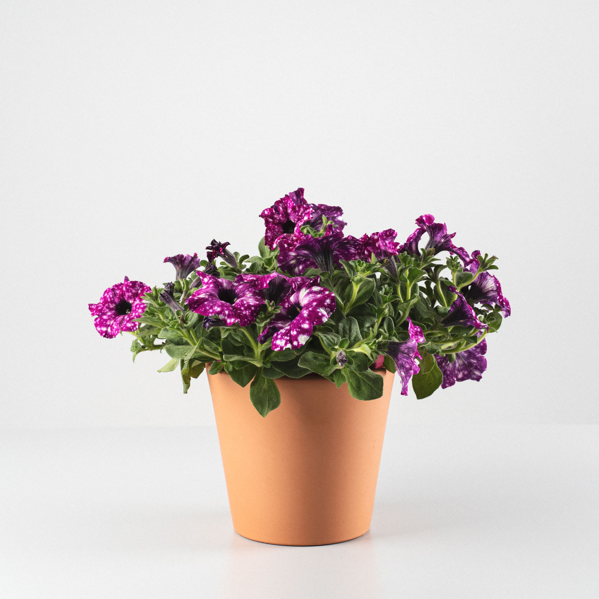 Petunia 'Magic Sky' | Fronda