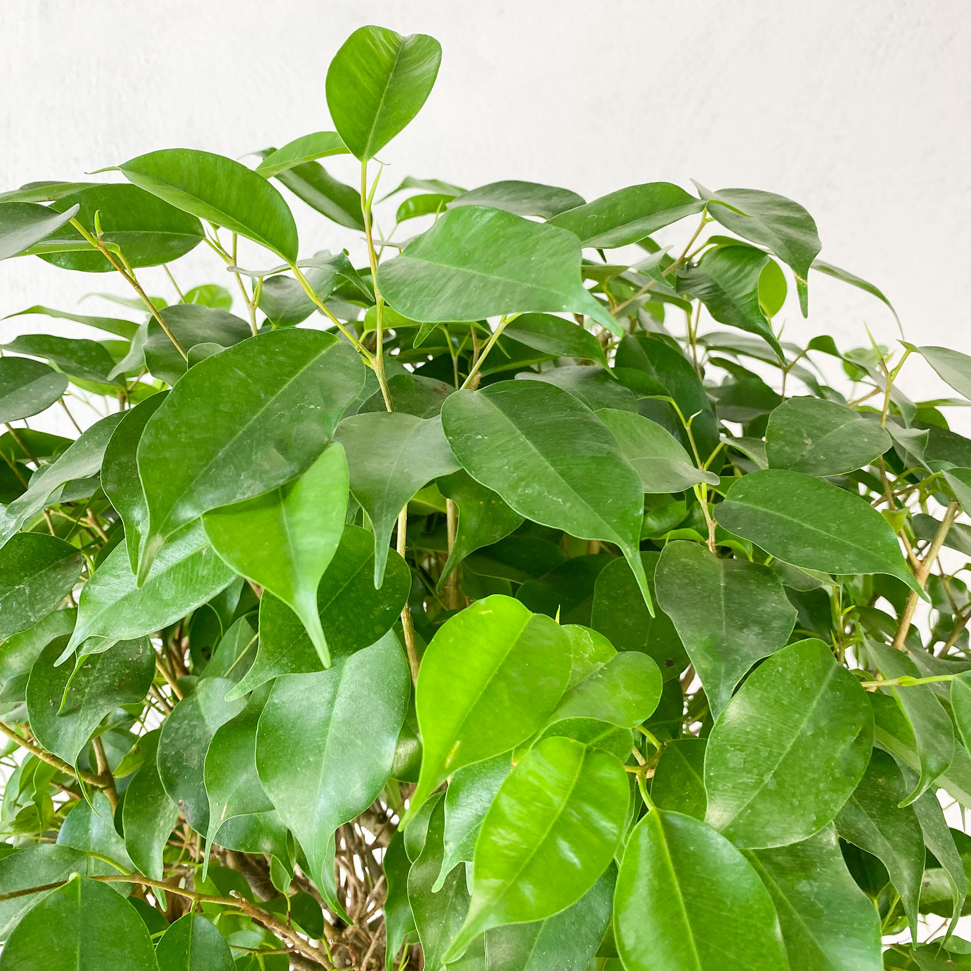 Ficus benjamina trenzado | Fronda