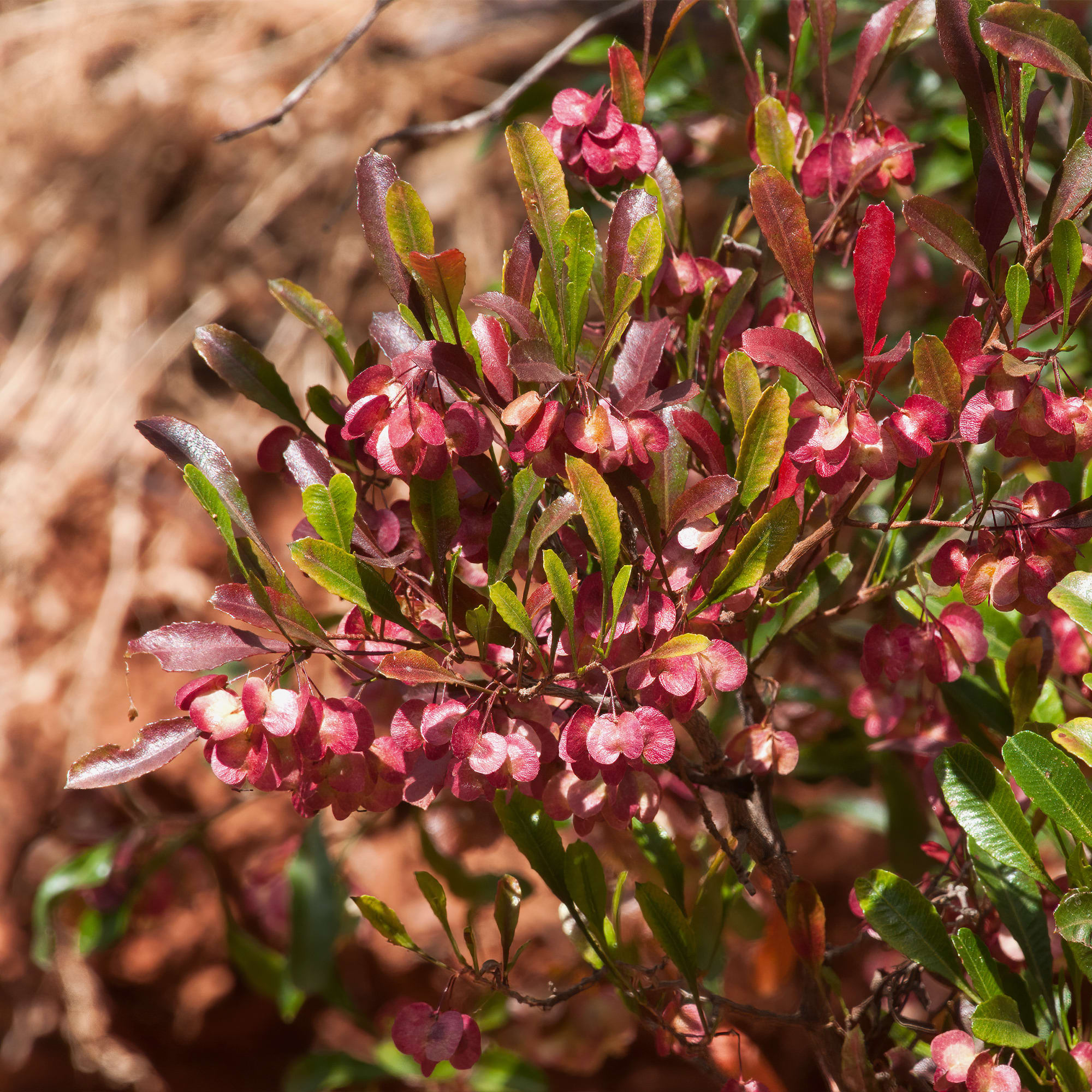 Dodonaea viscosa 'Purpurea' | Fronda