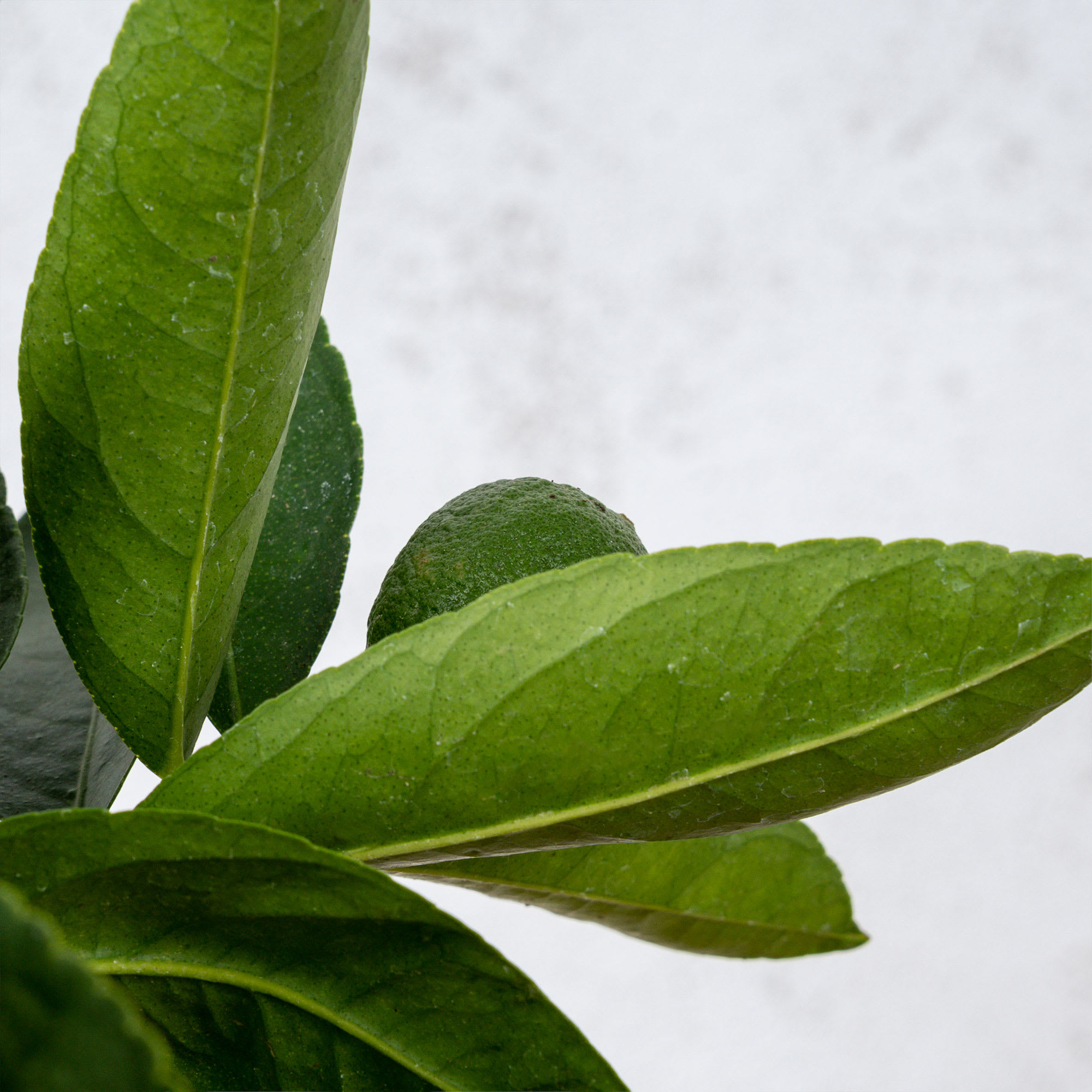 Lima Persa (Citrus × latifolia) | Fronda