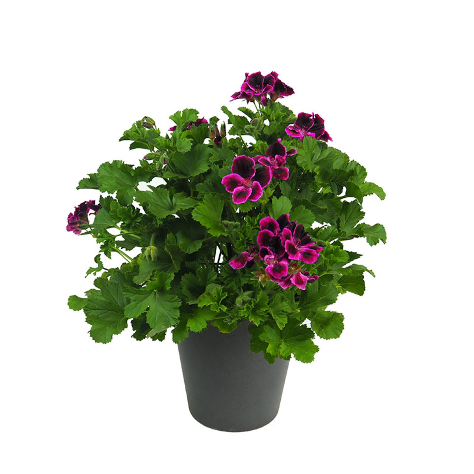 Geranio Pensamiento grandiflorum morado | Fronda