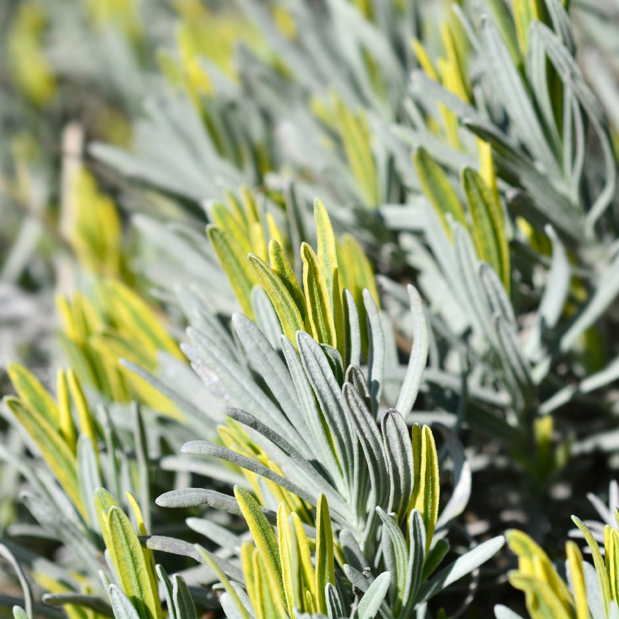 Lavandula angustifolia 'Platinum Blonde' - Planta aromática | Fronda