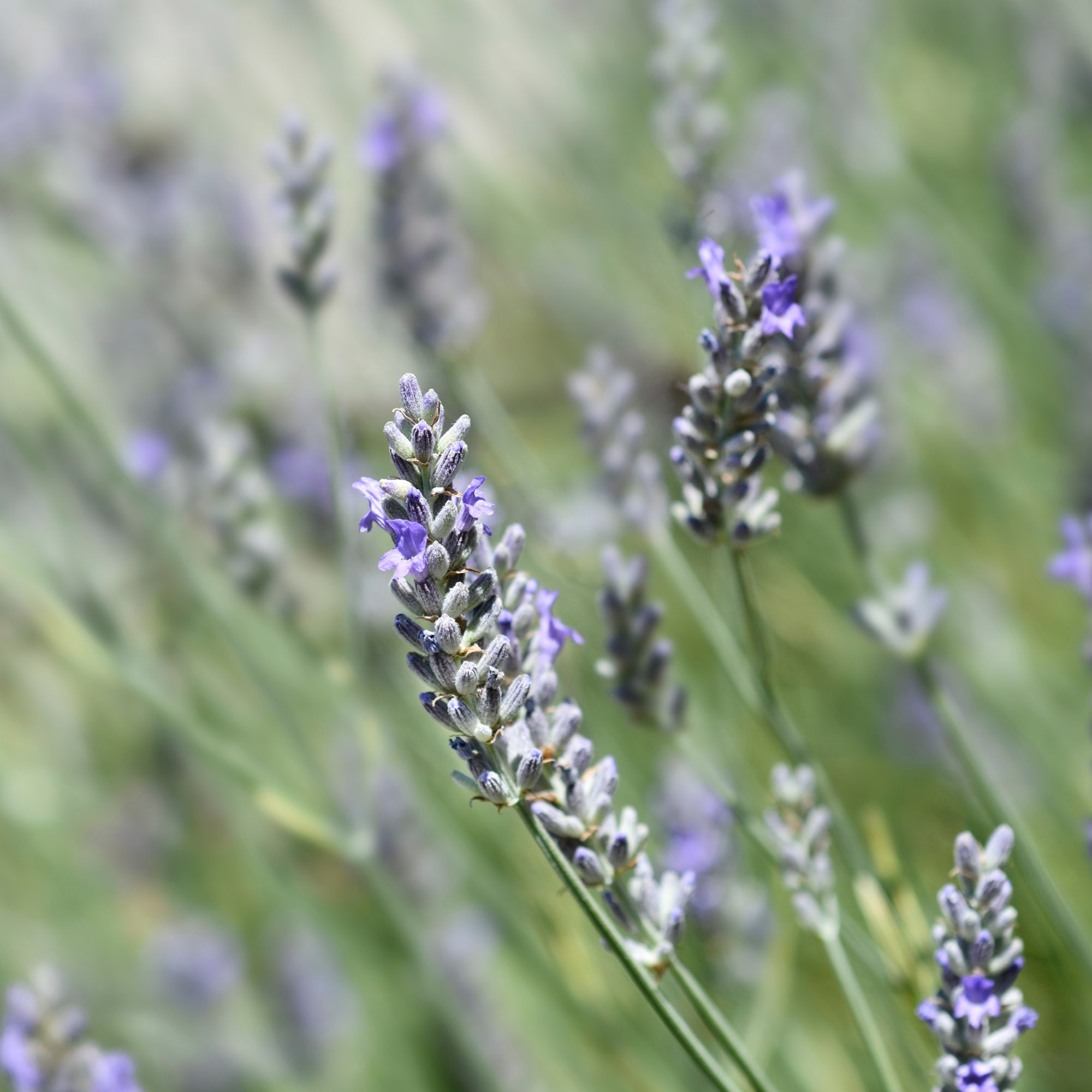 Lavandula angustifolia 'Platinum Blonde' - Planta aromática | Fronda