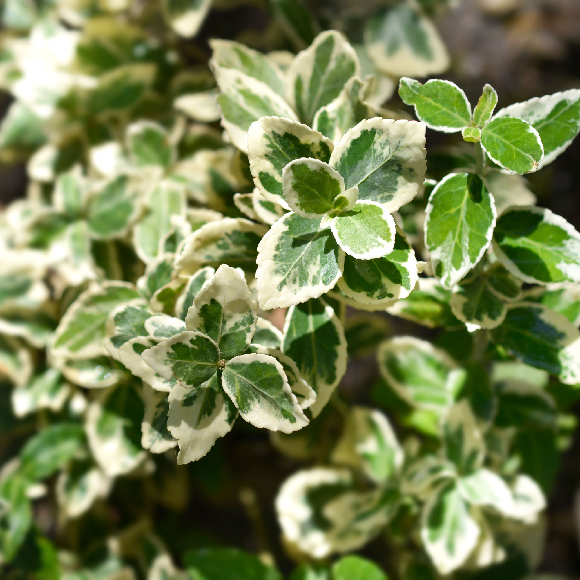 Evónimo compacto variegado - Euonymus japonicus 'Compactus Variegatus ...