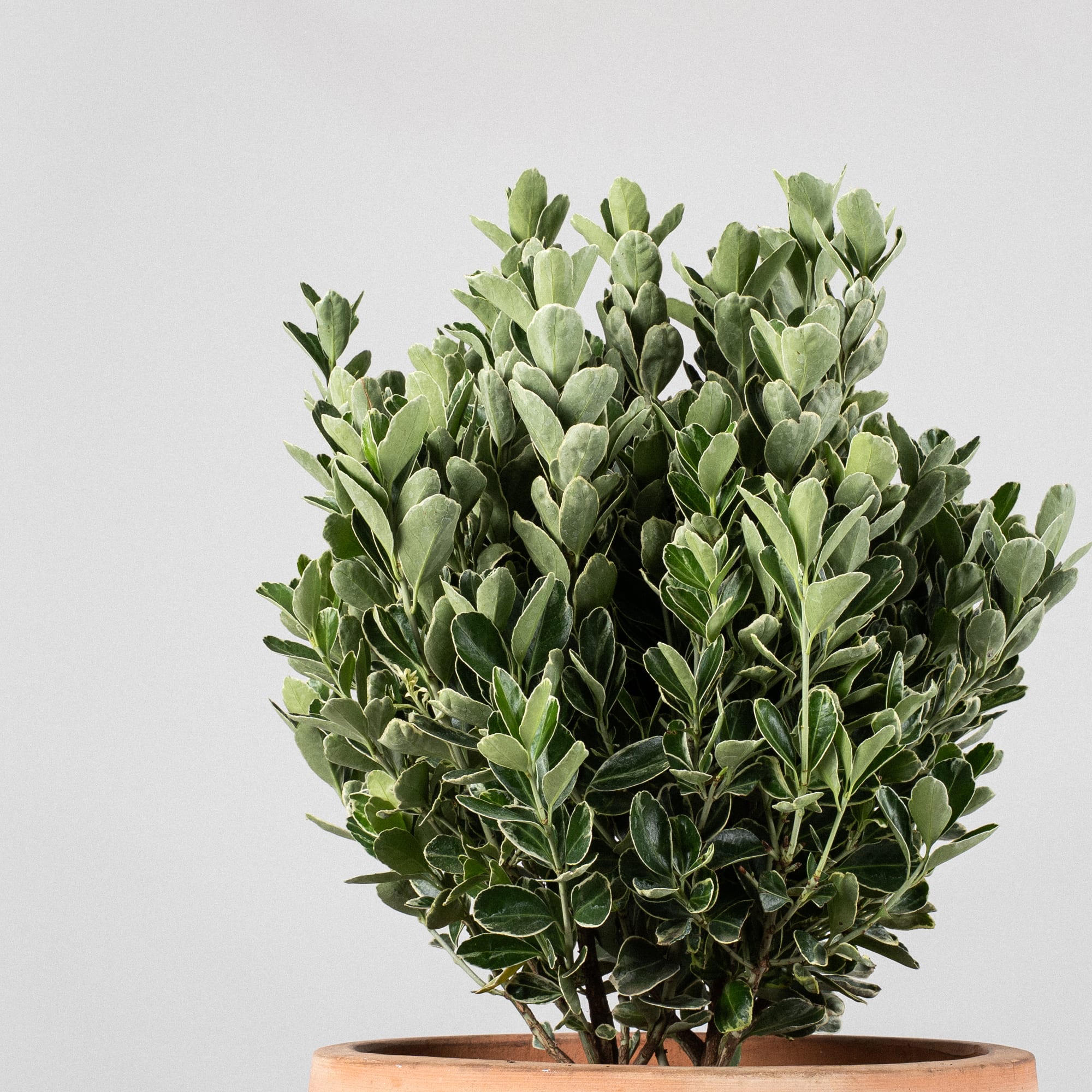 Evónimo compacto variegado - Euonymus japonicus 'Compactus Variegatus ...