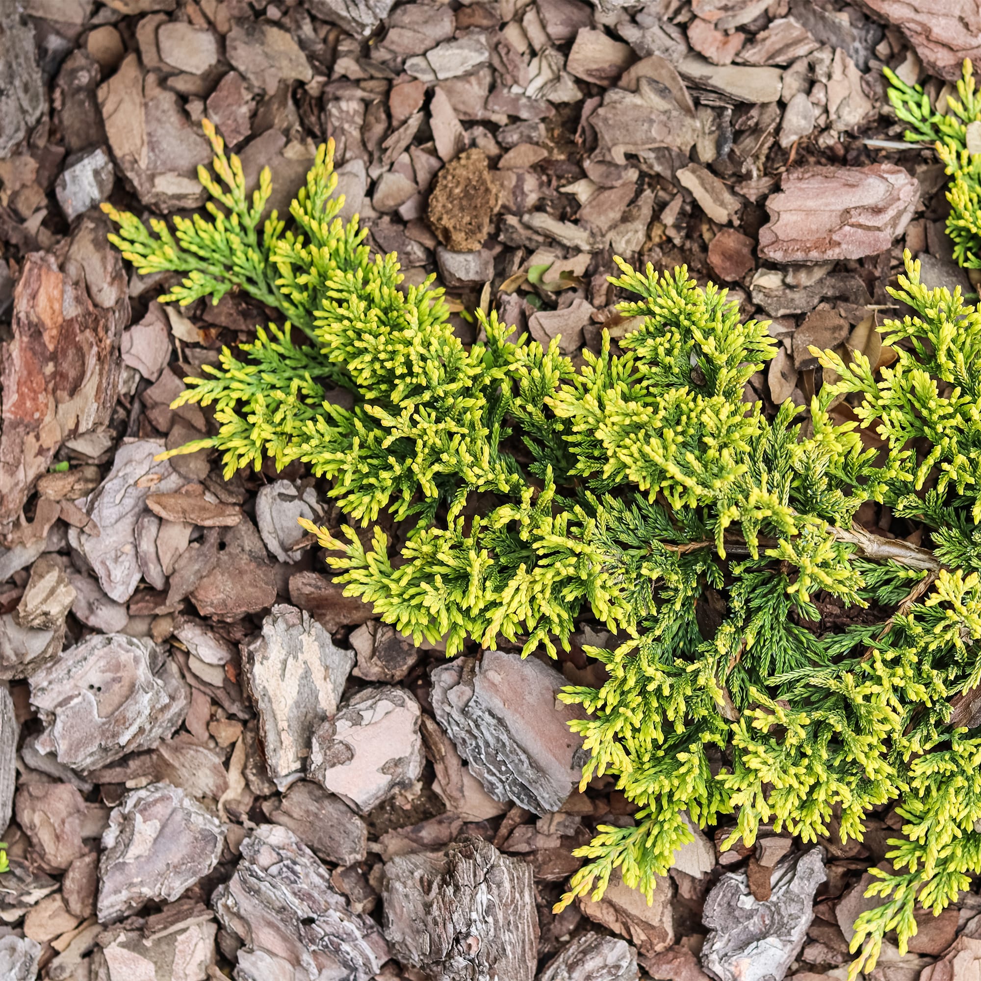 Enebro rastrero - Juniperus horizontalis 'Golden Carpet' | Fronda