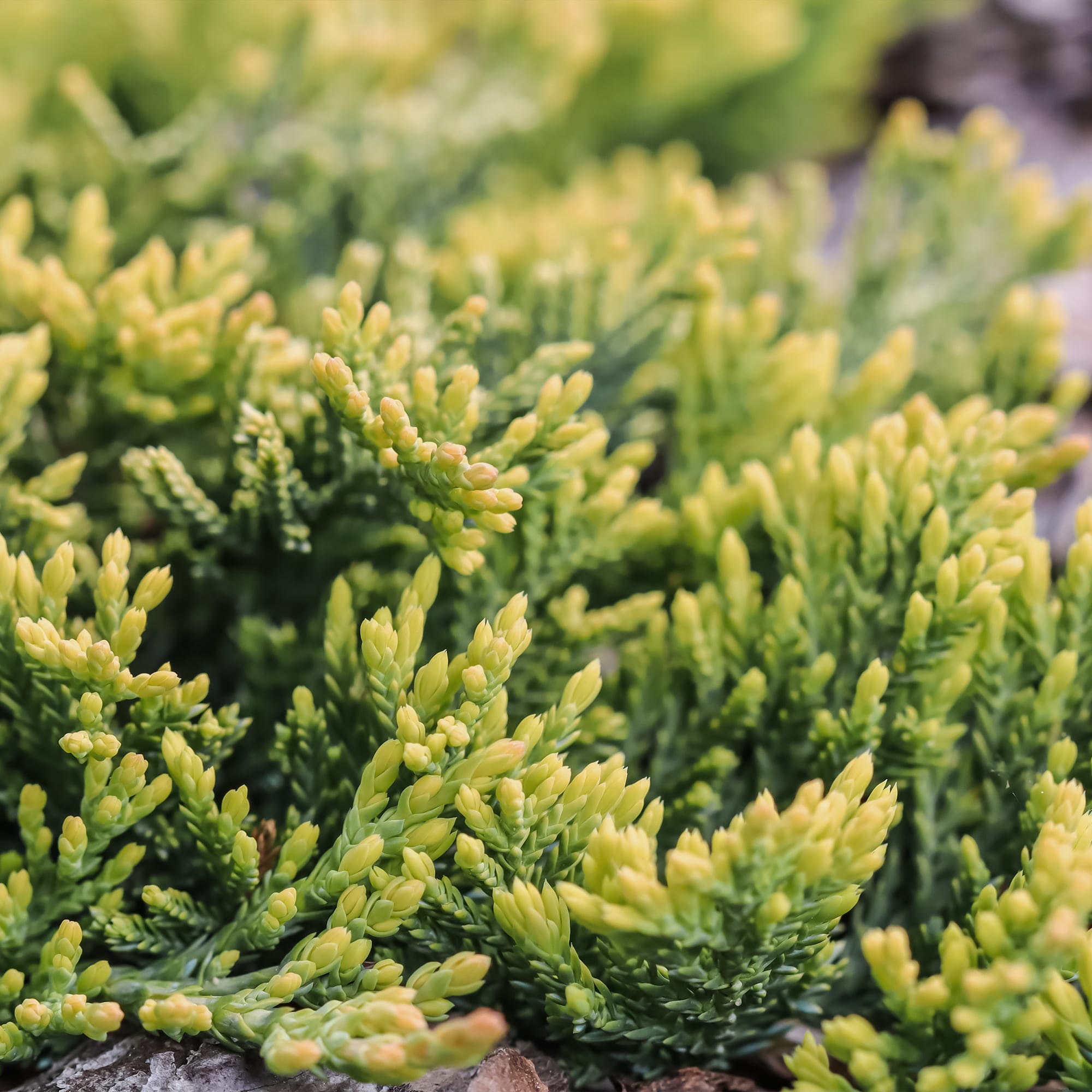 Enebro rastrero - Juniperus horizontalis 'Golden Carpet' | Fronda