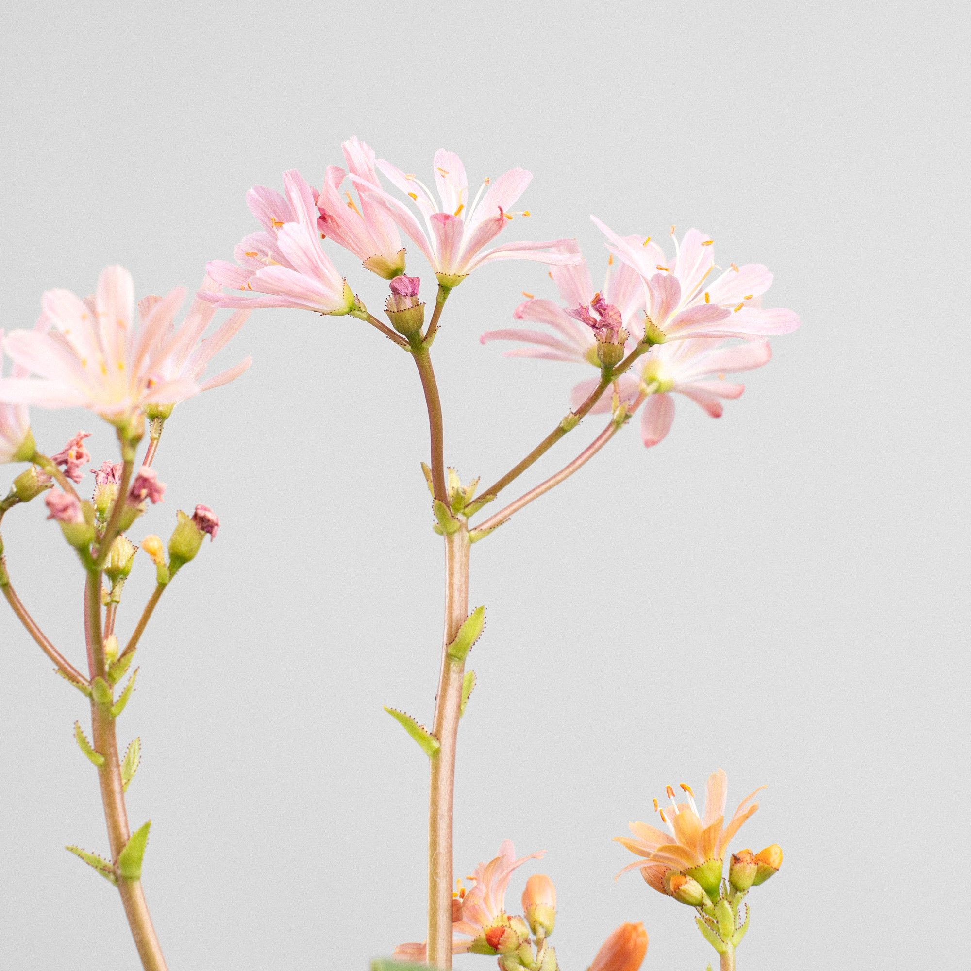 Lewisia cotyledon | Fronda