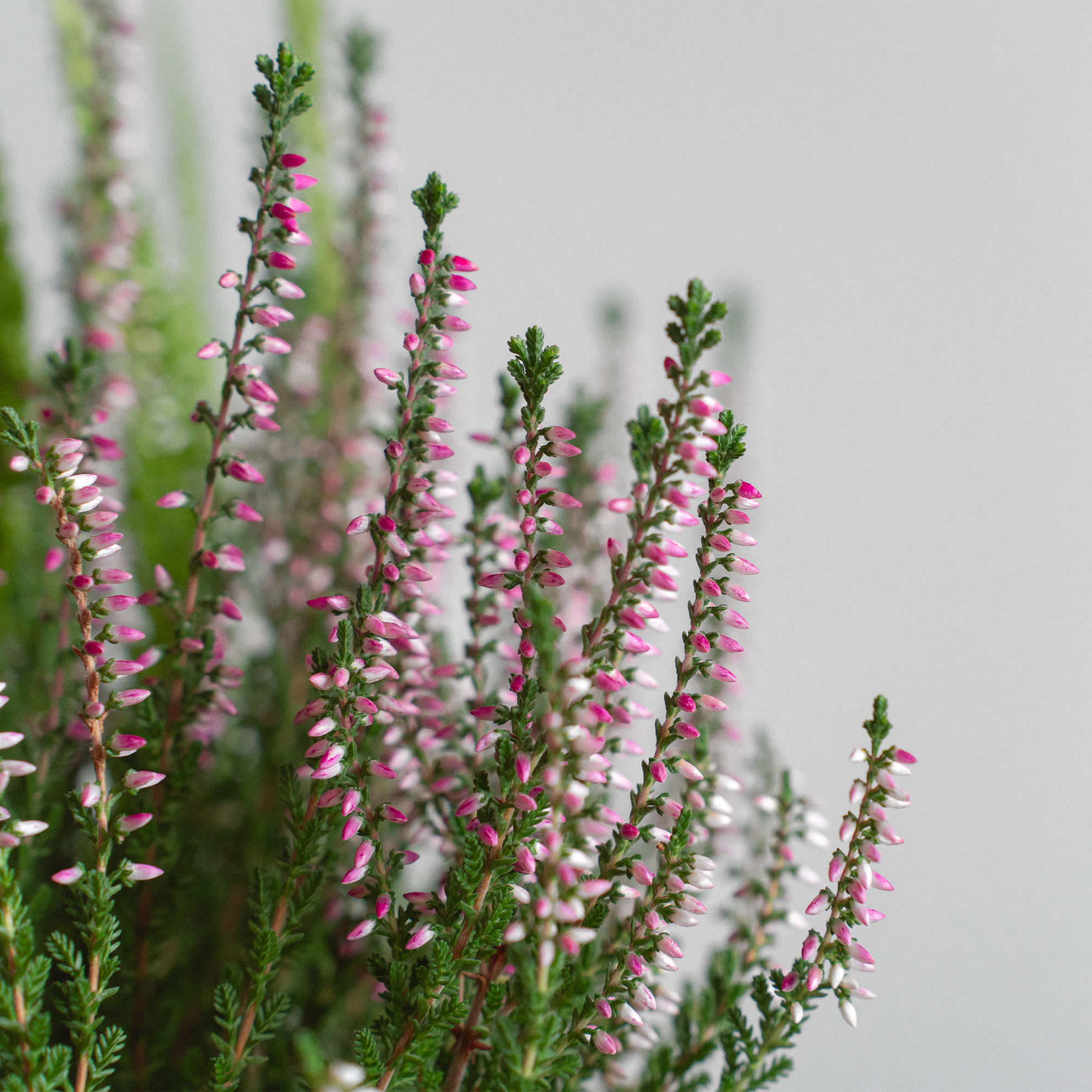 Calluna 'Garden Girls Trio' | Fronda