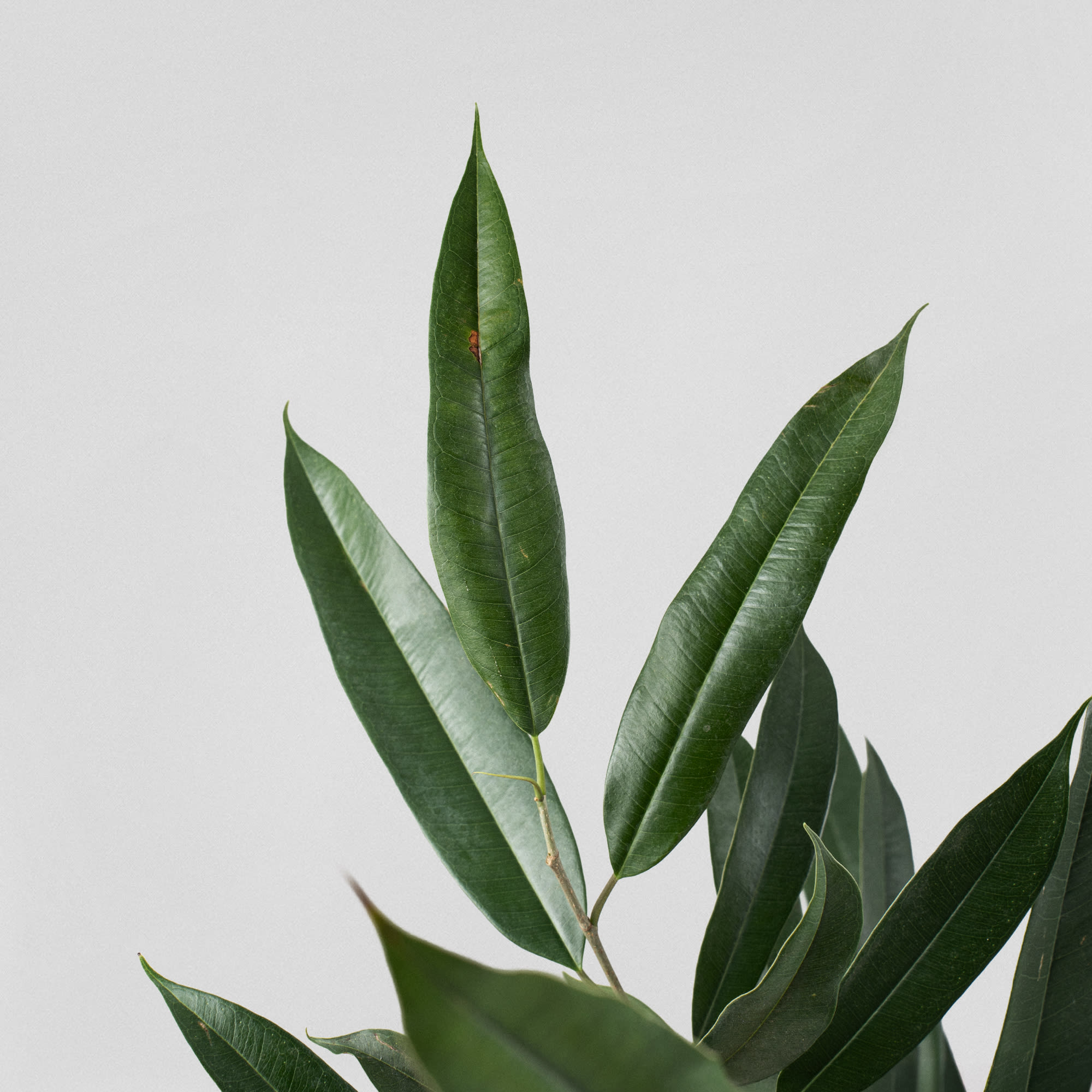 Ficus 'Amstel King' | Fronda