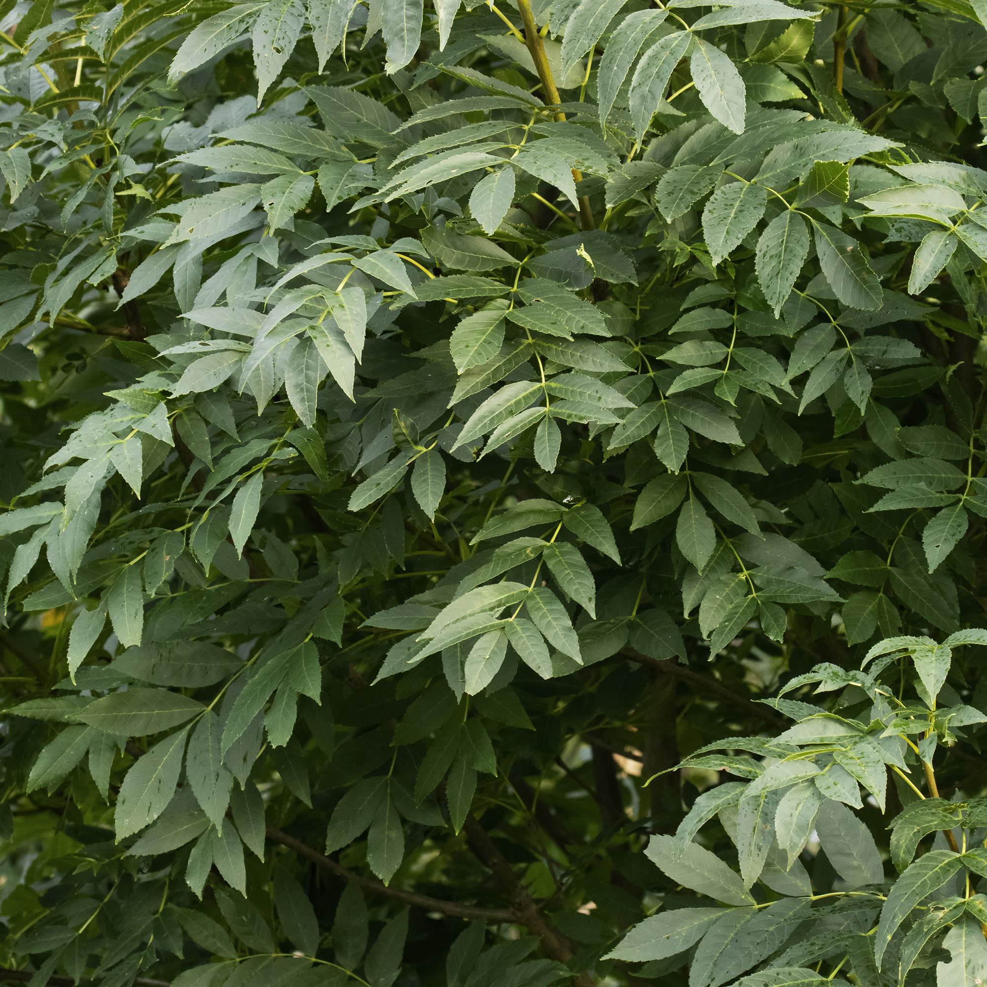 Fraxinus excelsior | Fronda