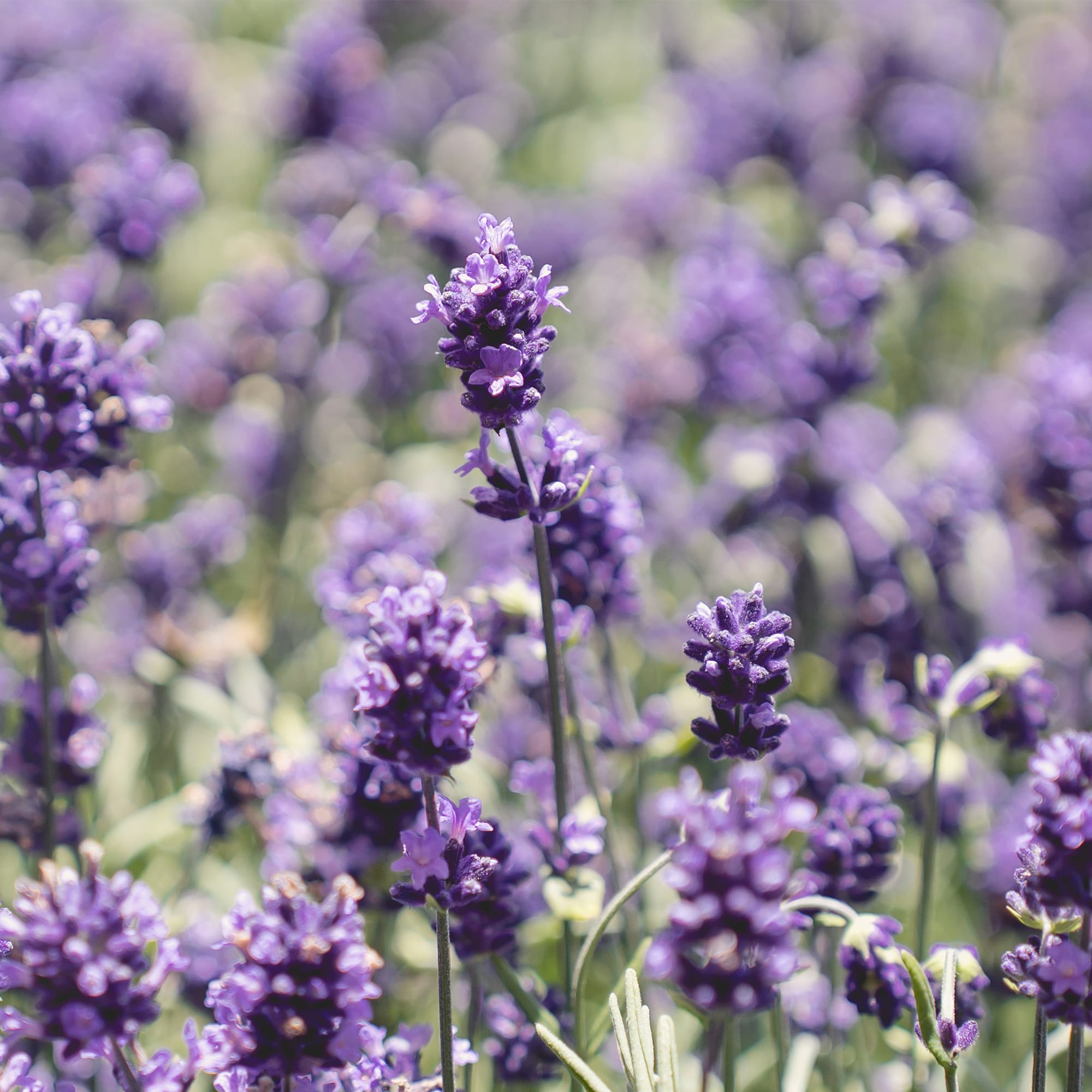 Lavandula angustifolia 'Blue Scent' - Planta aromática | Fronda