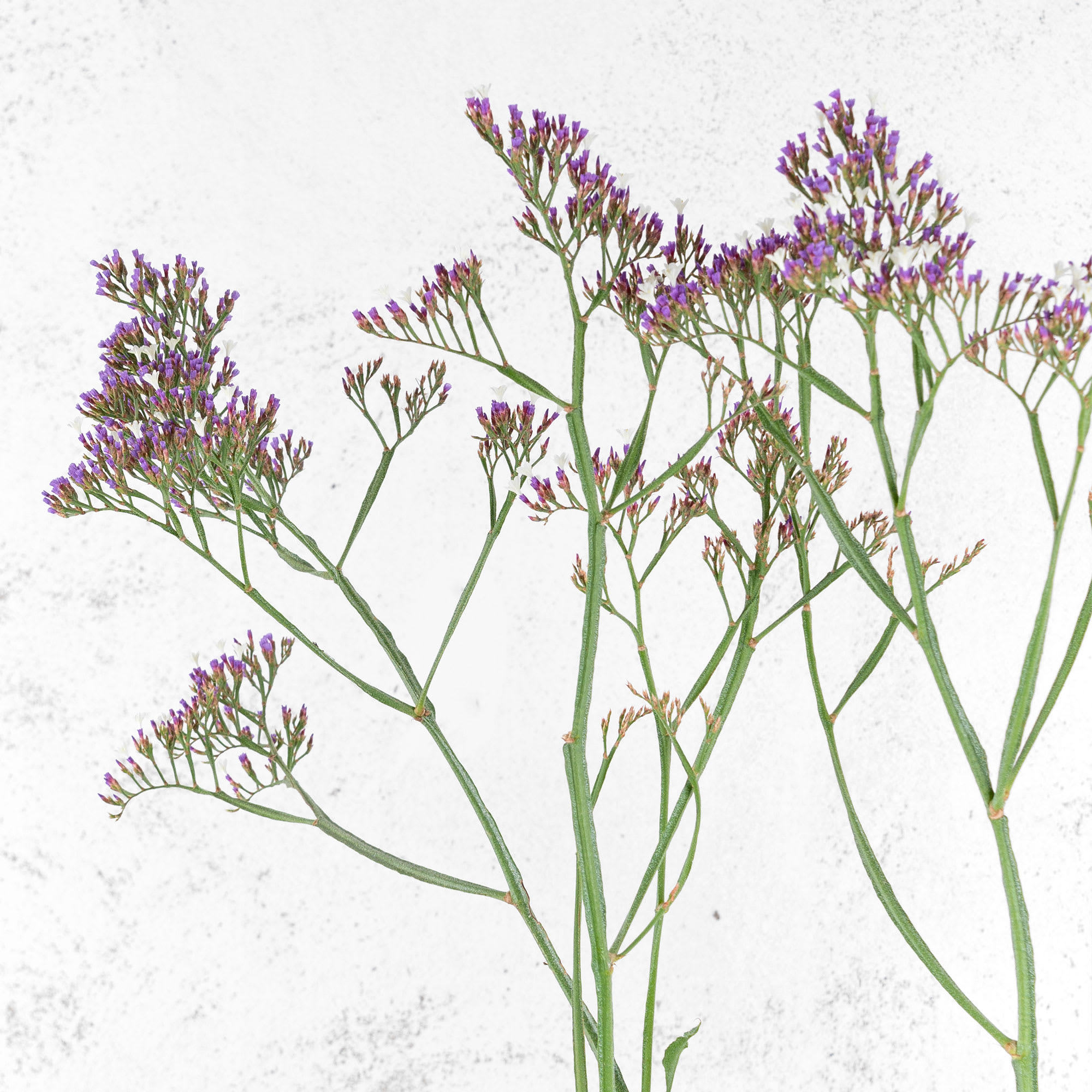 Limonium sinuatum - Statice | Fronda