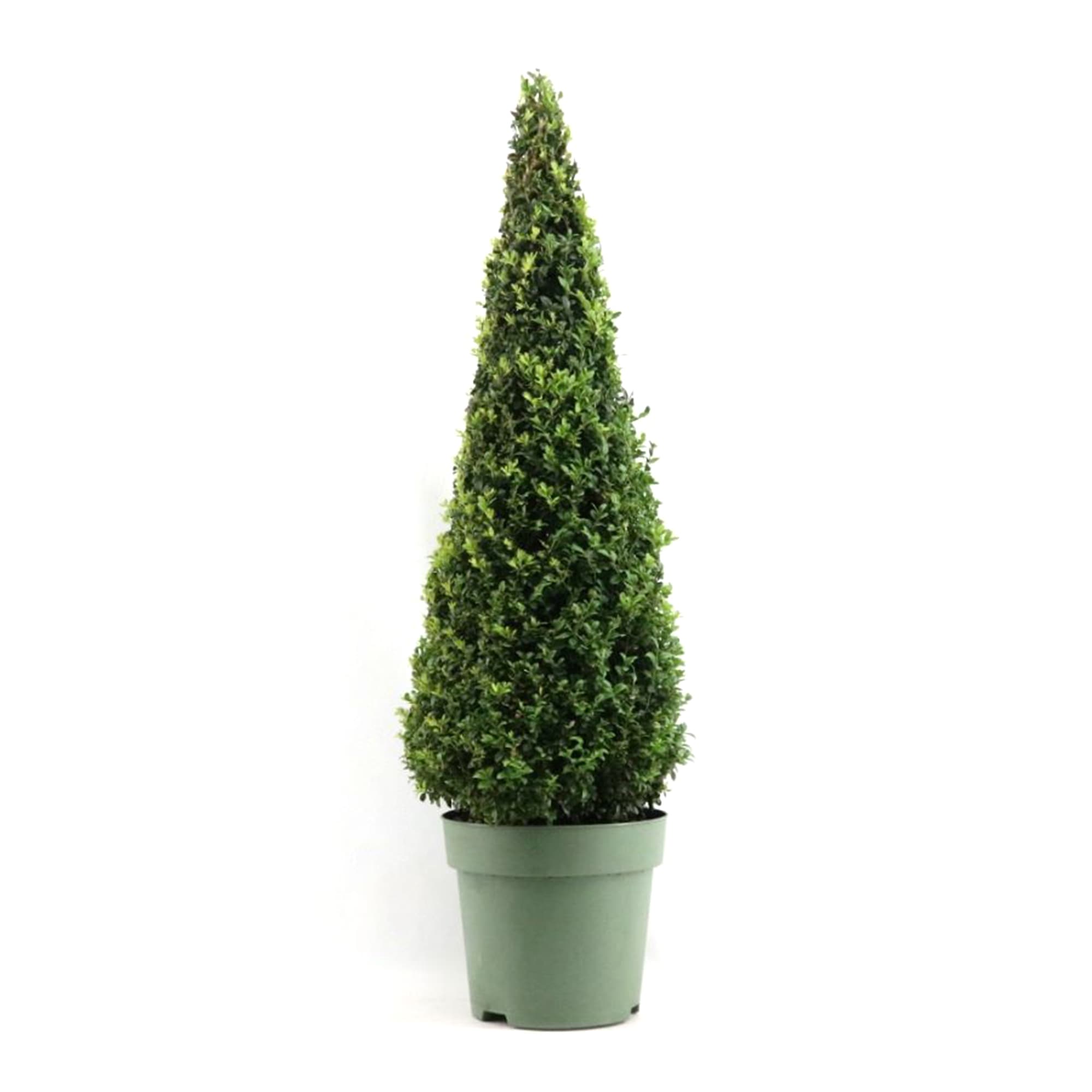 Boj común cono (Buxus sempervirens) | Fronda