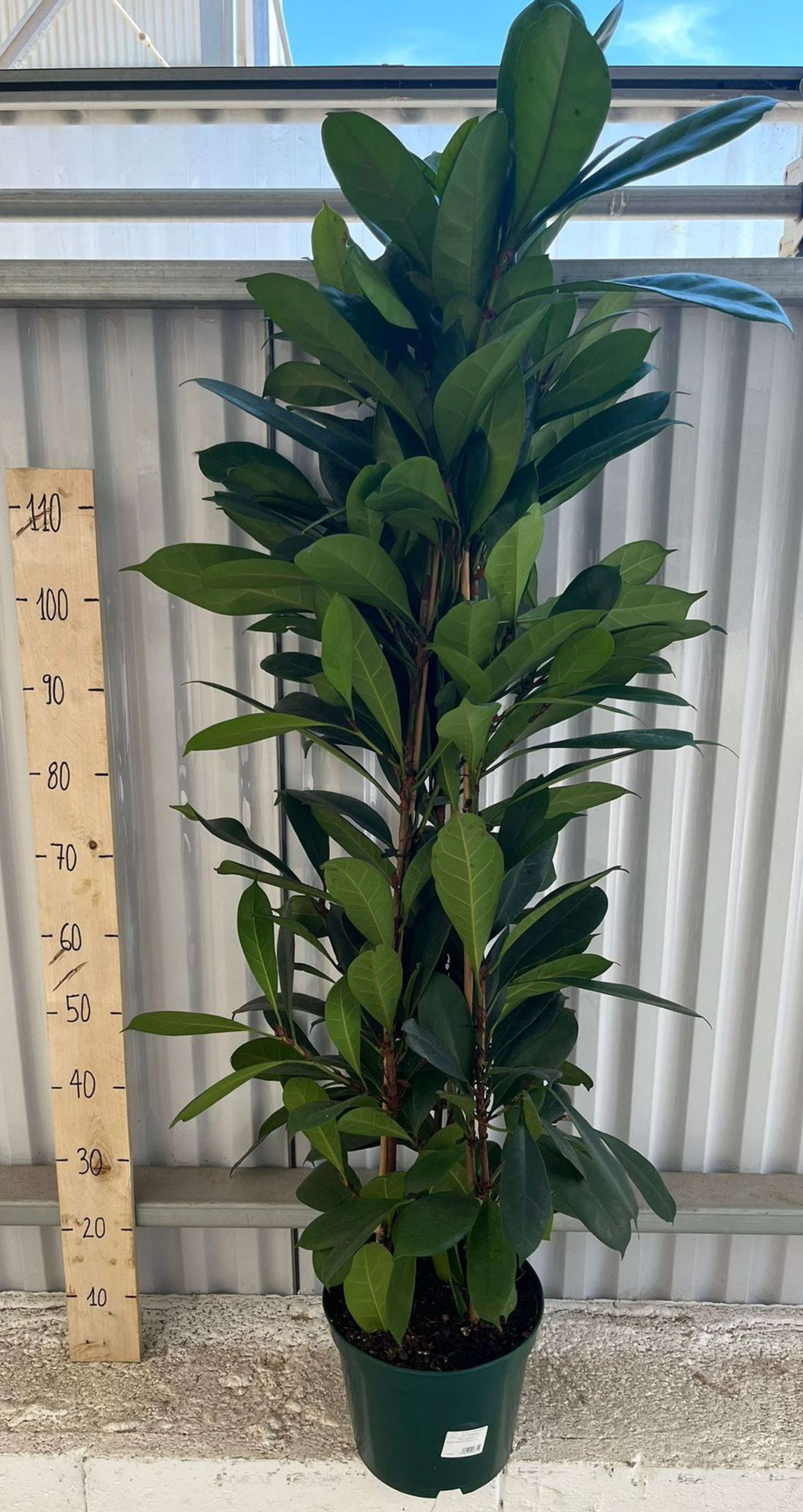 Ficus cyathistipula | Fronda