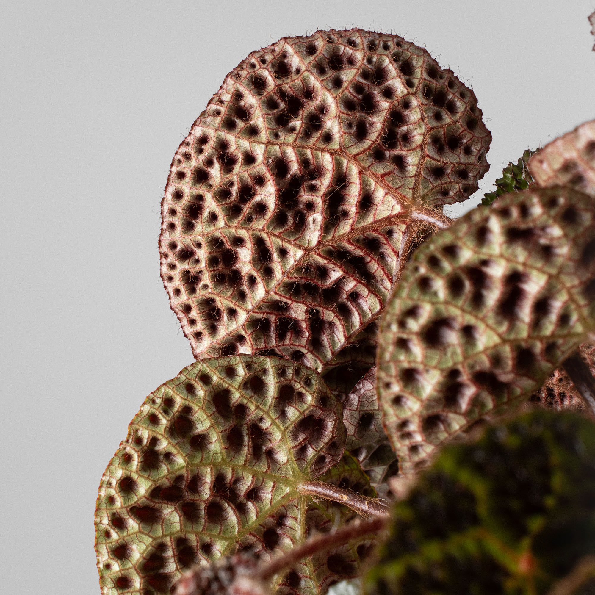 Begonia ferox 'Troll' | Fronda