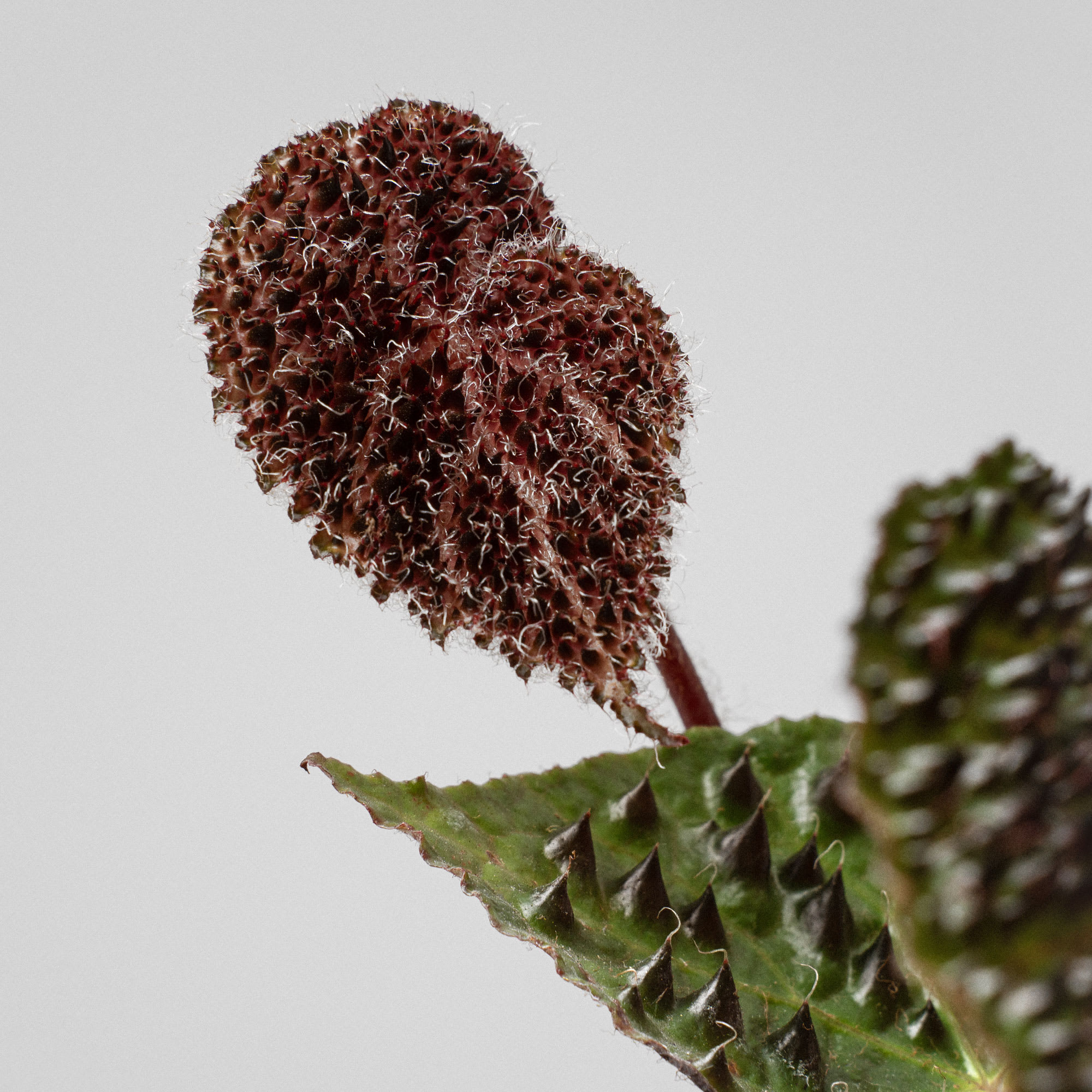 Begonia ferox 'Troll' | Fronda