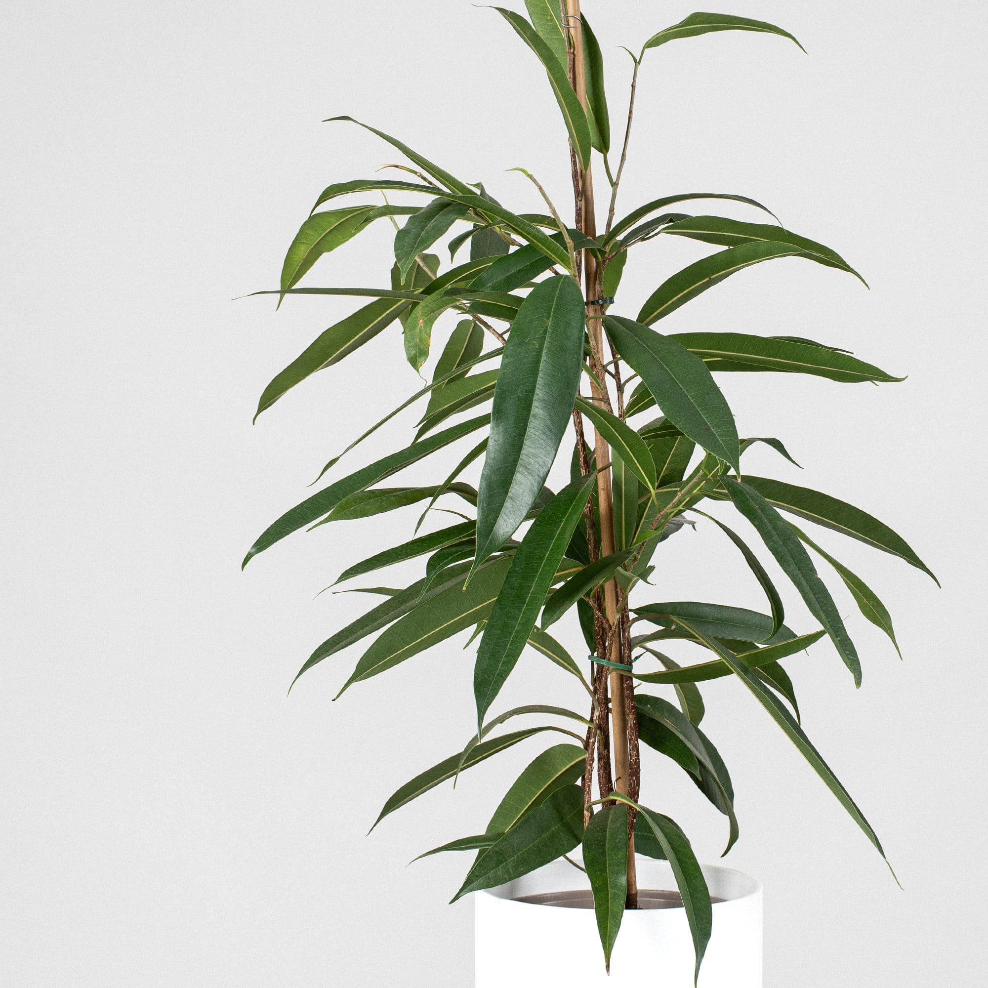 Ficus 'Amstel King' | Fronda