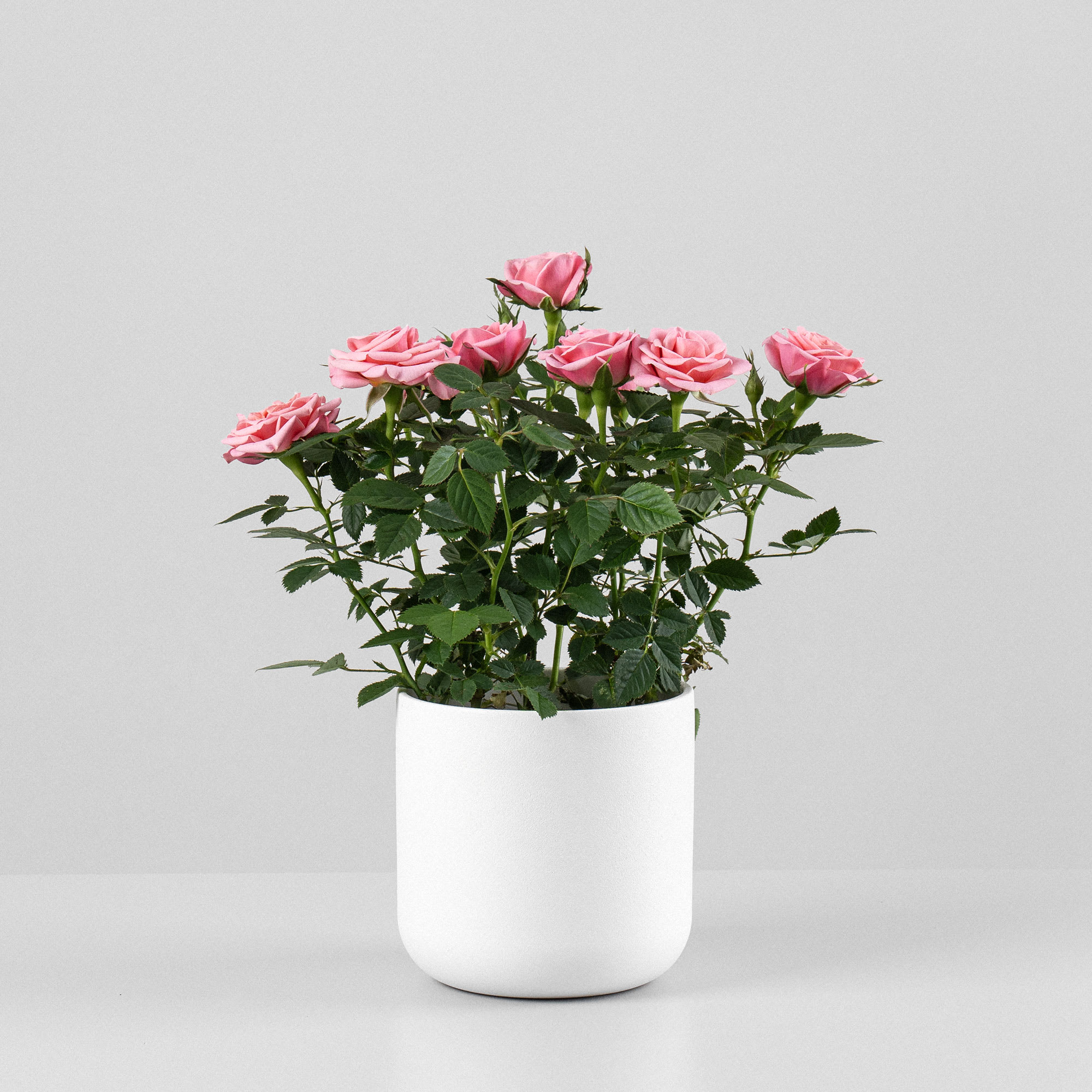 Rosal de Interior Kordana® rosa | Fronda