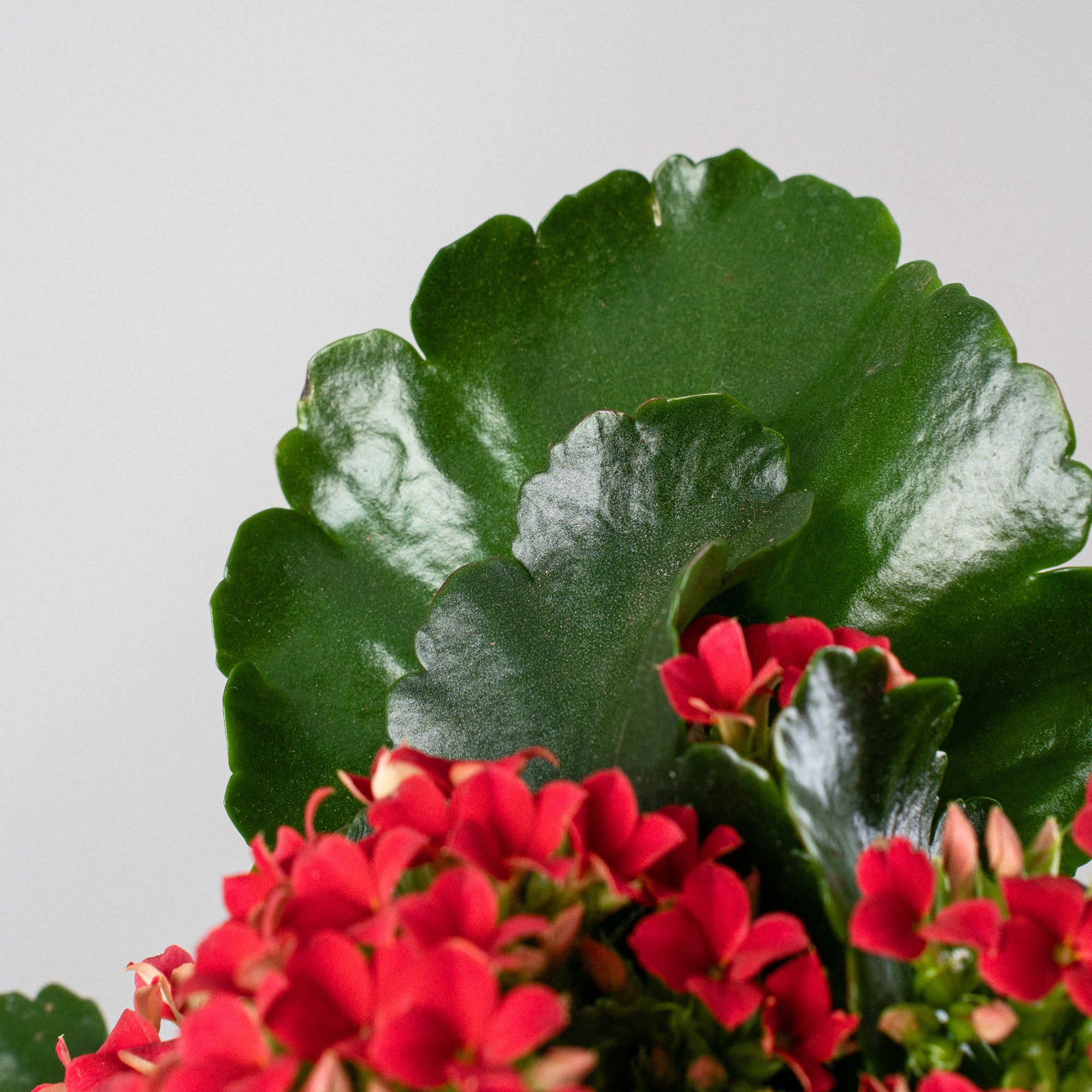 Kalanchoe de flor simple 'Rojo pasión' | Fronda