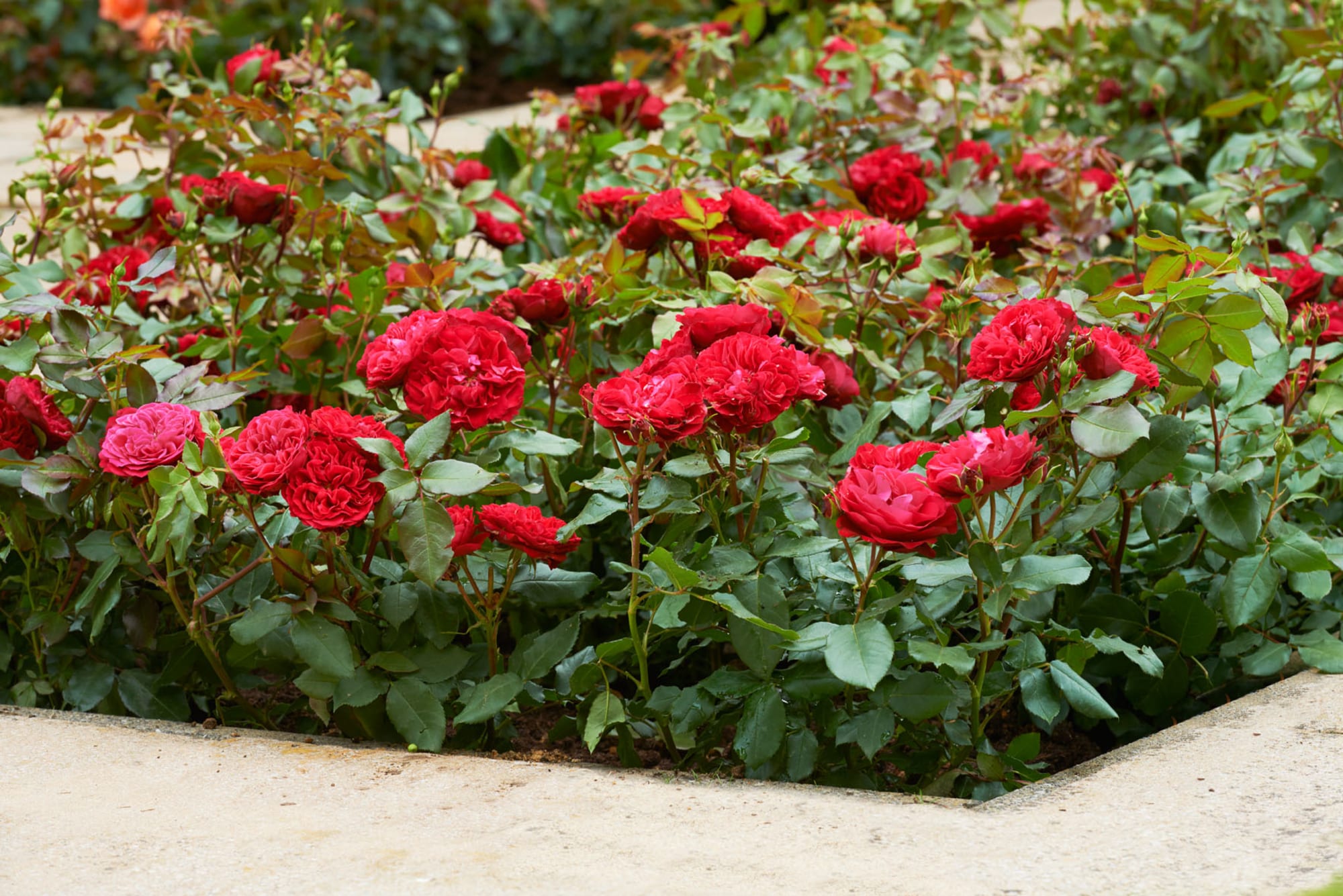 Rosal Red Romanza® | Fronda