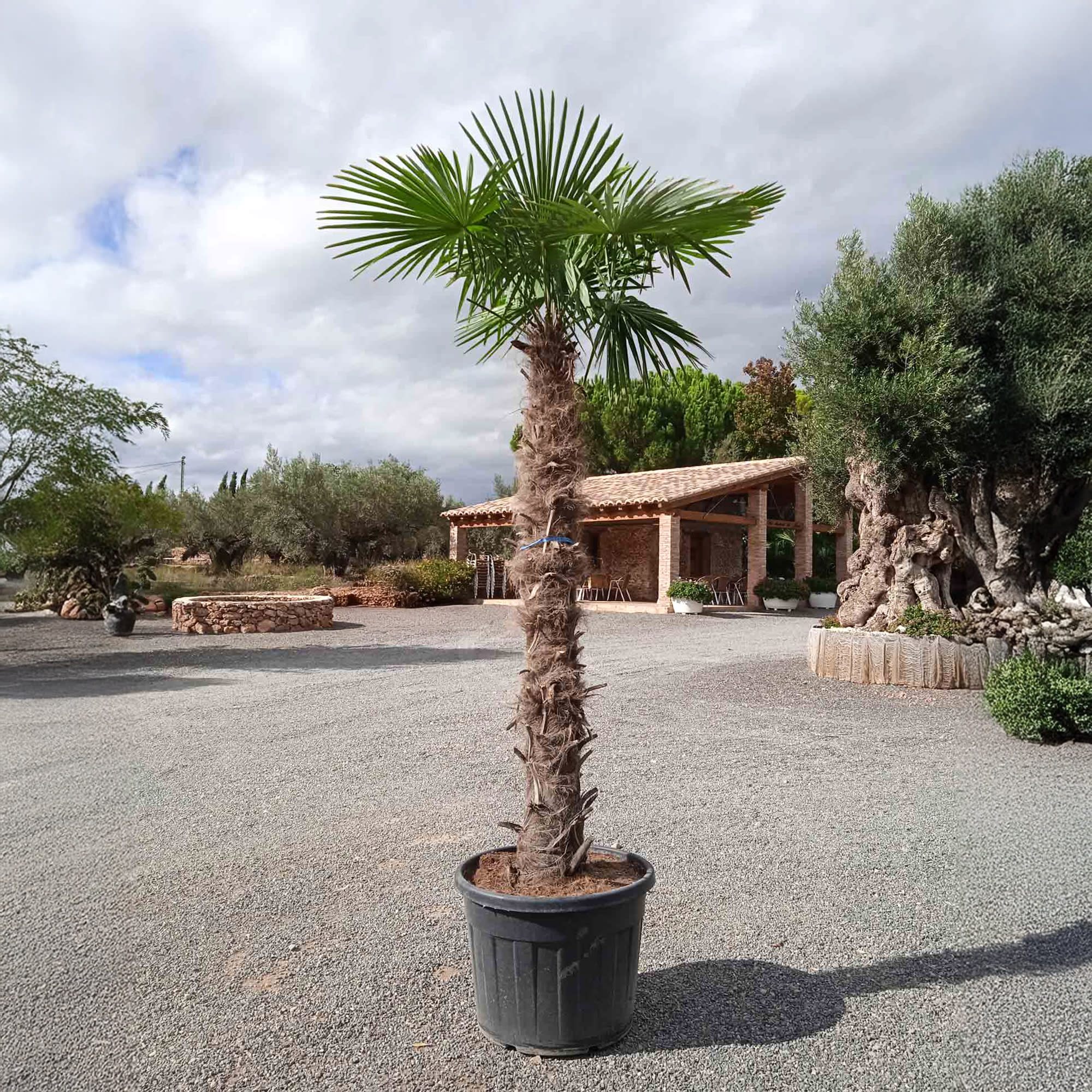 Trachycarpus fortunei (Chamaerops excelsa) | Fronda