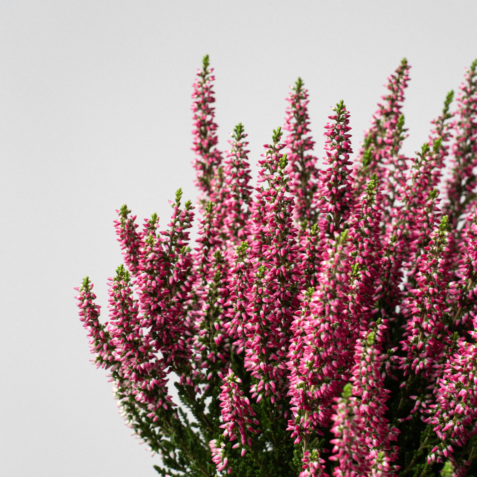 Calluna 'Siska' rosa fuerte (Brezo de otoño) | Fronda