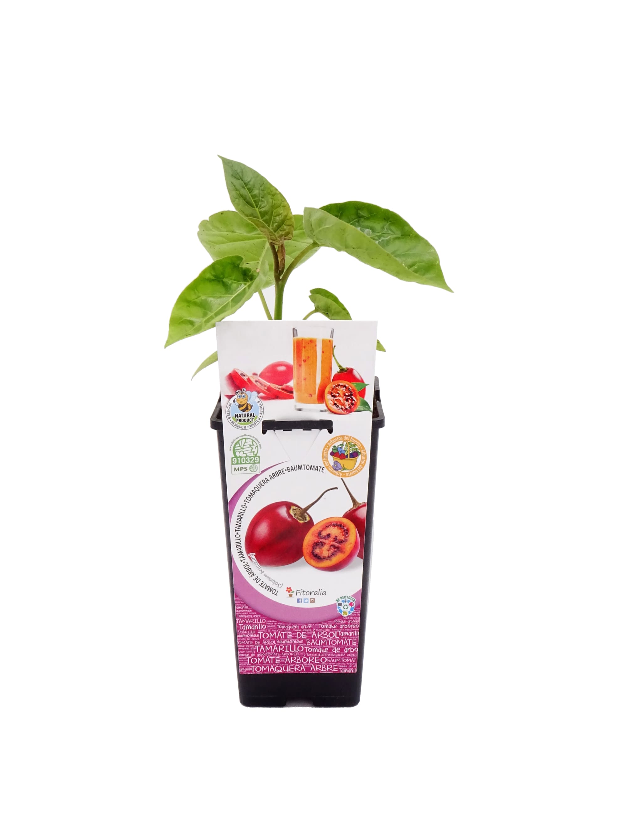 Tamarillo Solanum betaceum - Planta de huerto | Fronda