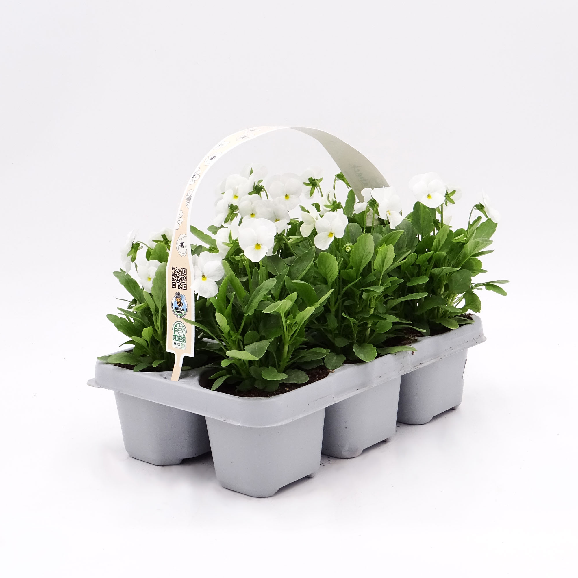 Viola cornuta 'Twix White' - Pensamiento mini | Fronda