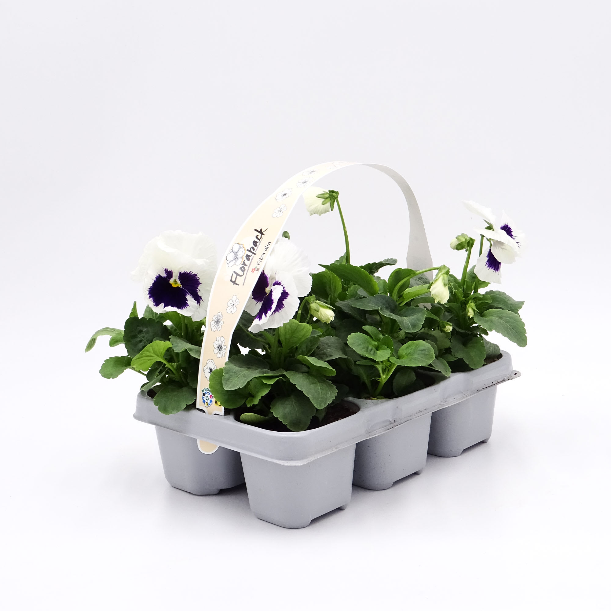 Viola × wittrockiana 'White Blotch' - Pensamiento | Fronda