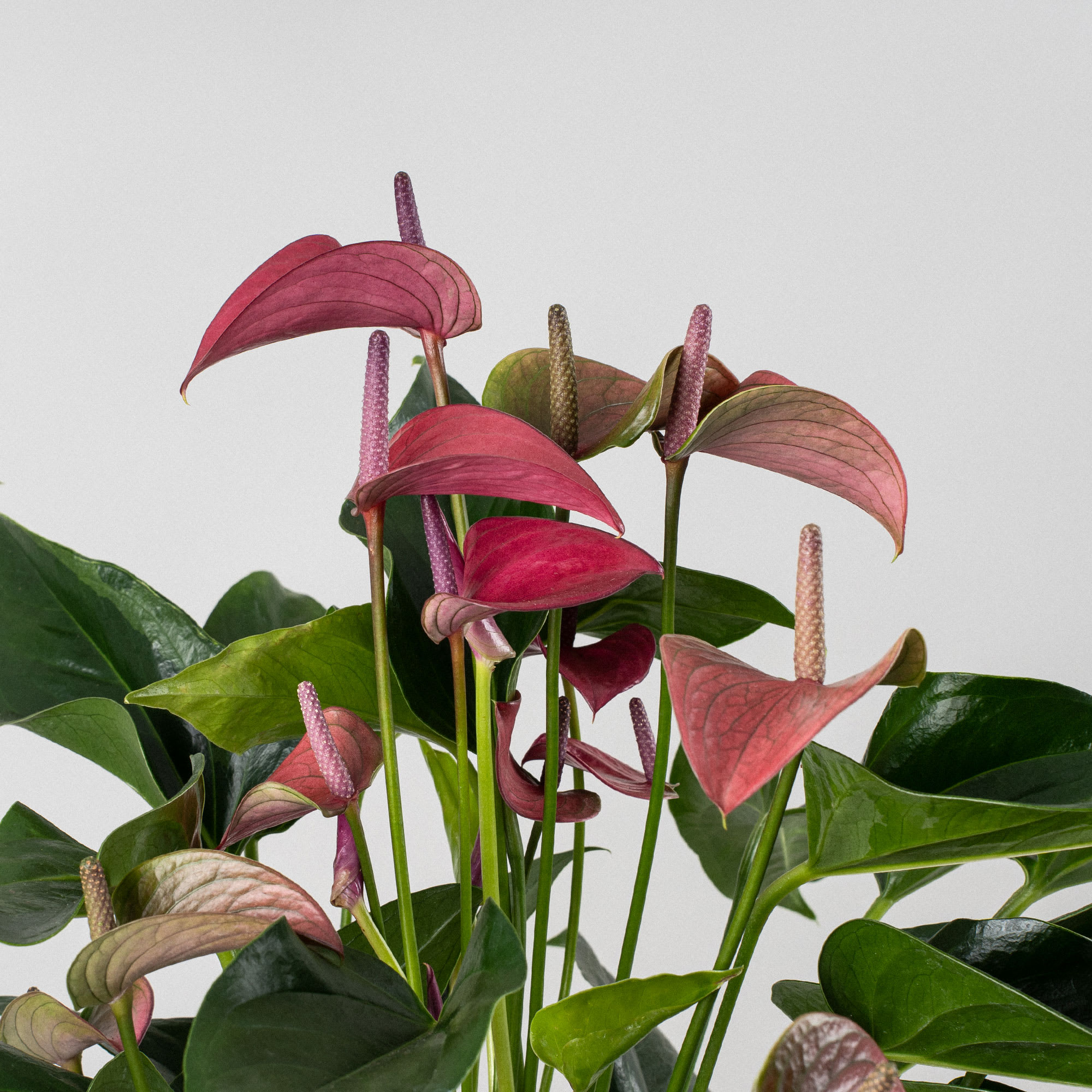 Anthurium morado Karma® | Fronda