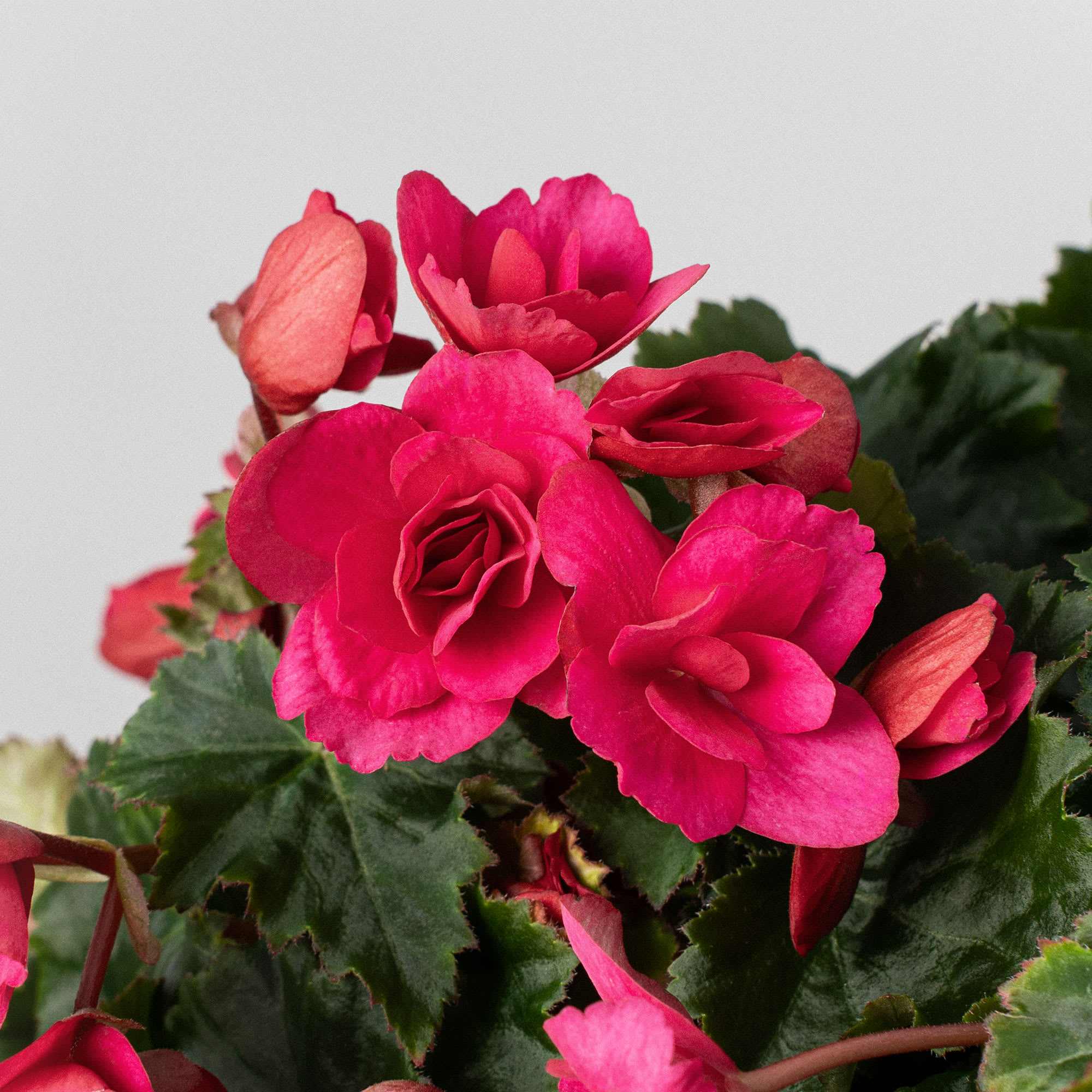 Begonia 'Betulia Bright Pink' | Fronda