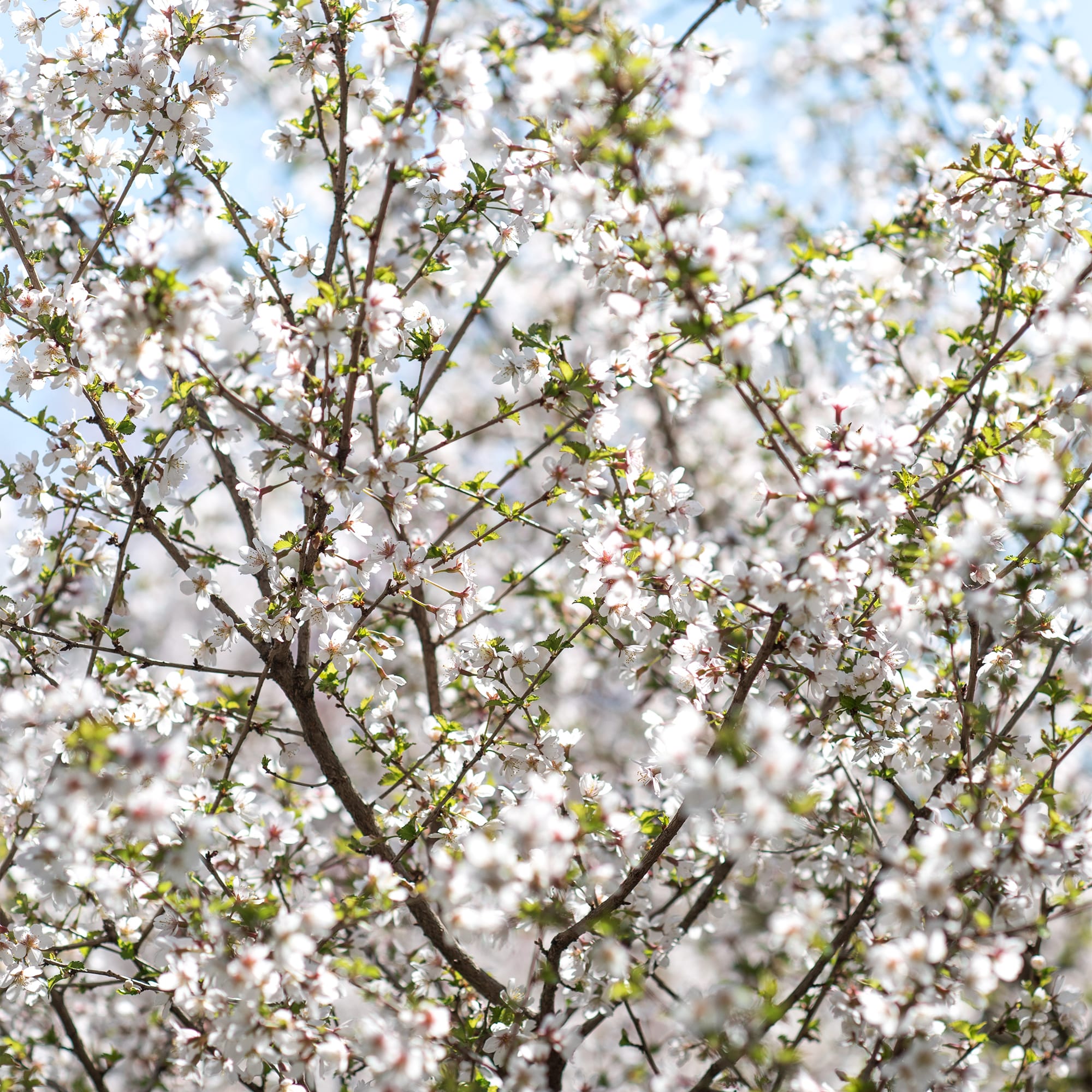 Prunus incisa 'Kojou-no-mai' | Fronda
