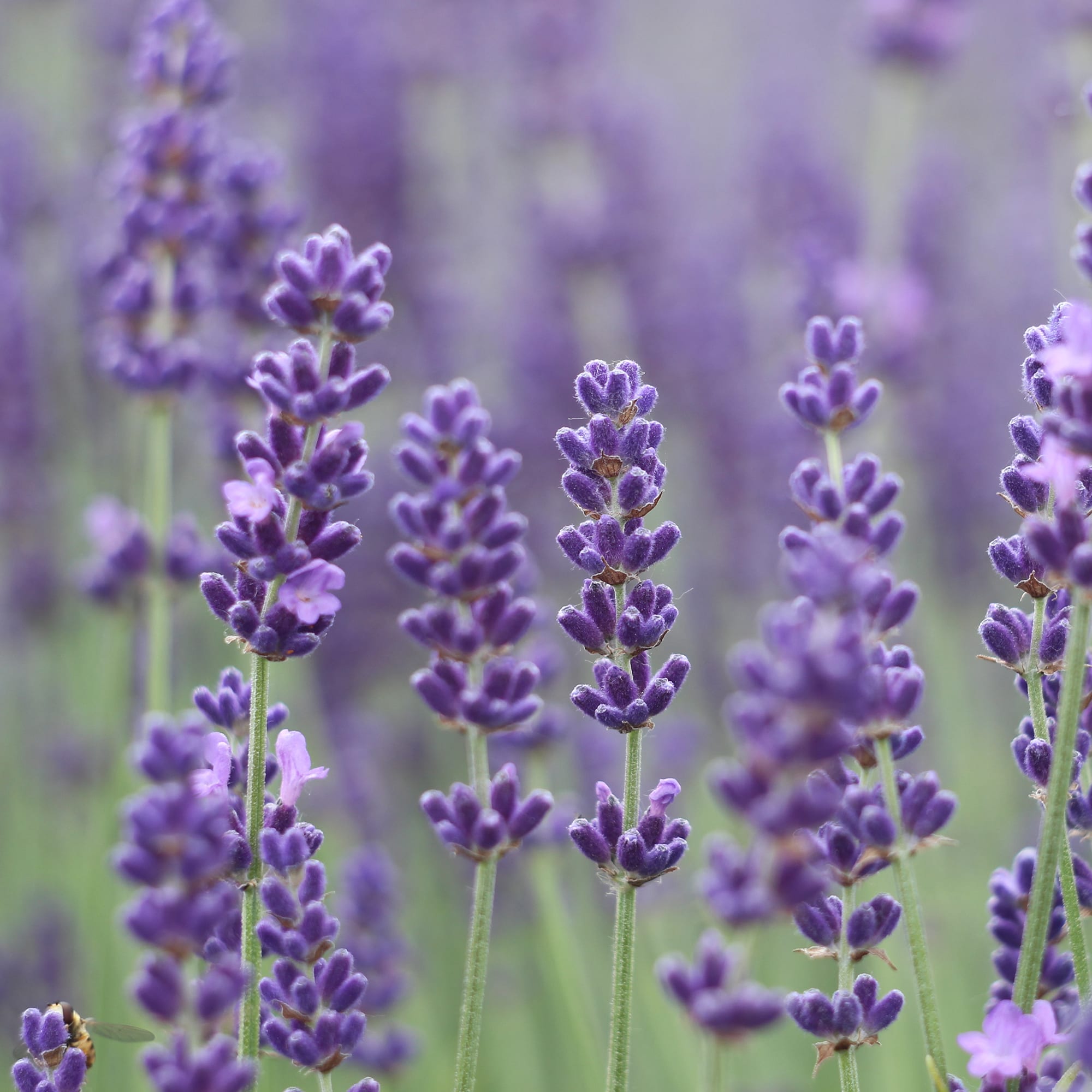 Lavandula angustifolia Copa - Planta aromática | Fronda