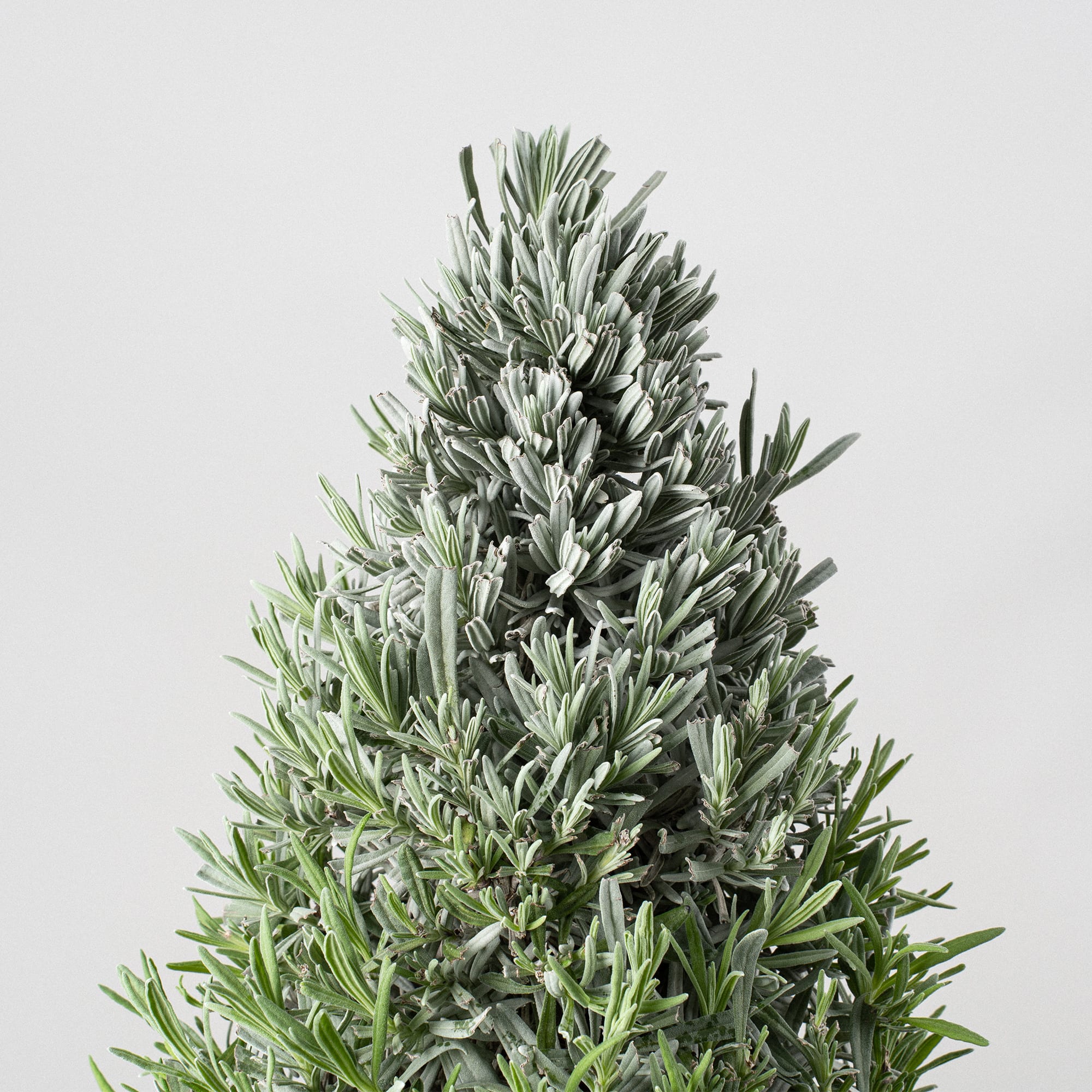 Lavandula angustifolia Pirámide - Planta aromática | Fronda
