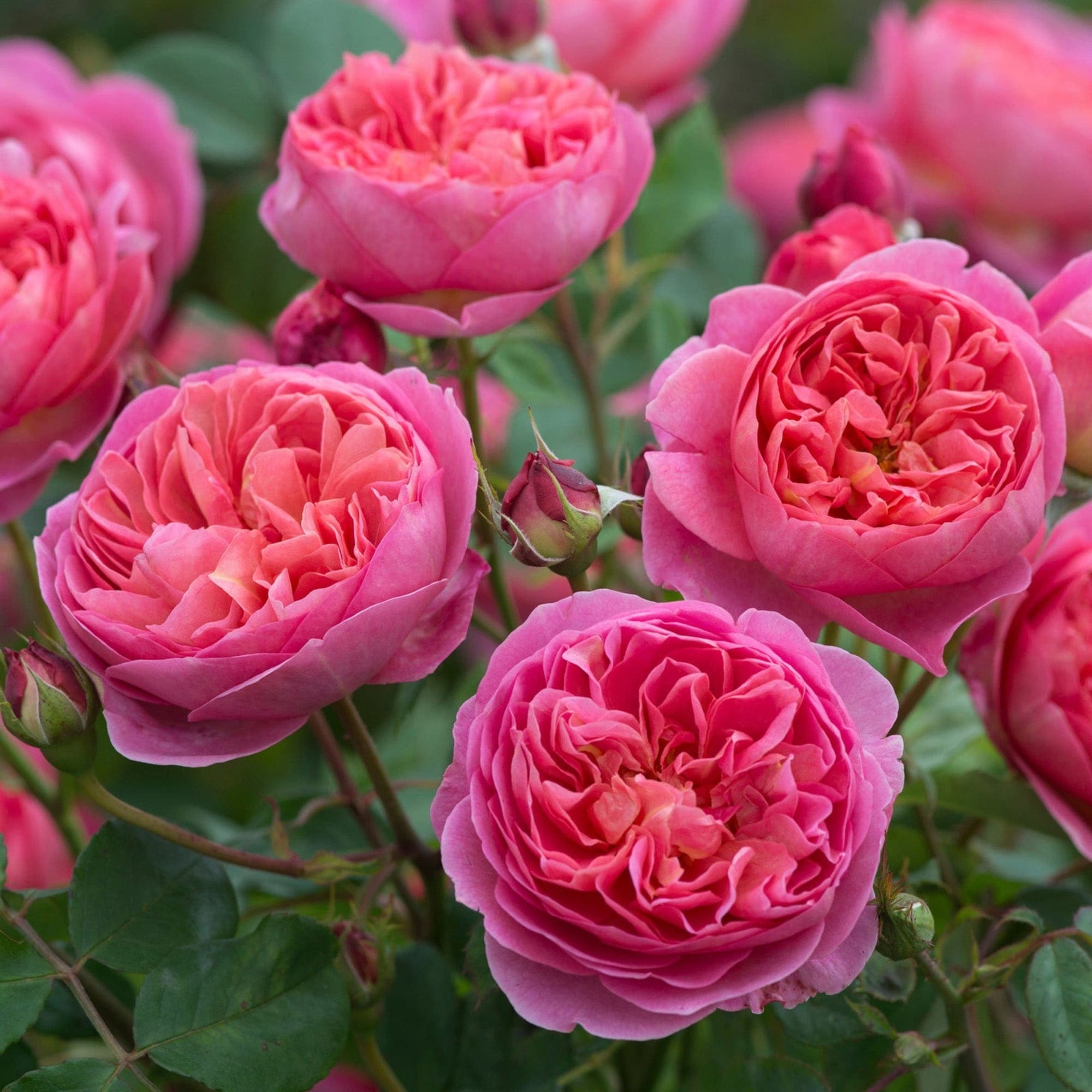 Rosal David Austin® Boscobel™ | Fronda