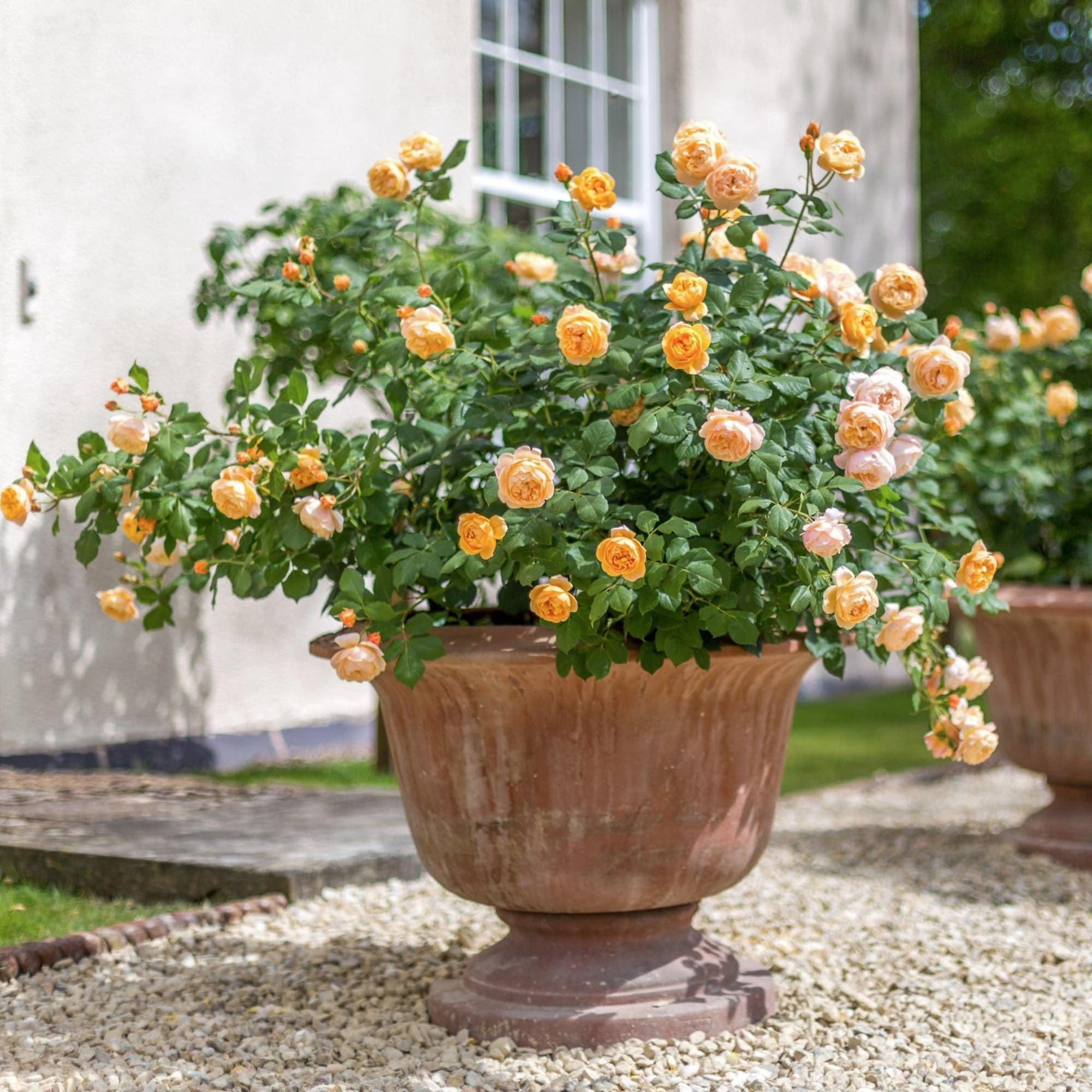 Rosal David Austin® Roald Dahl™ | Fronda