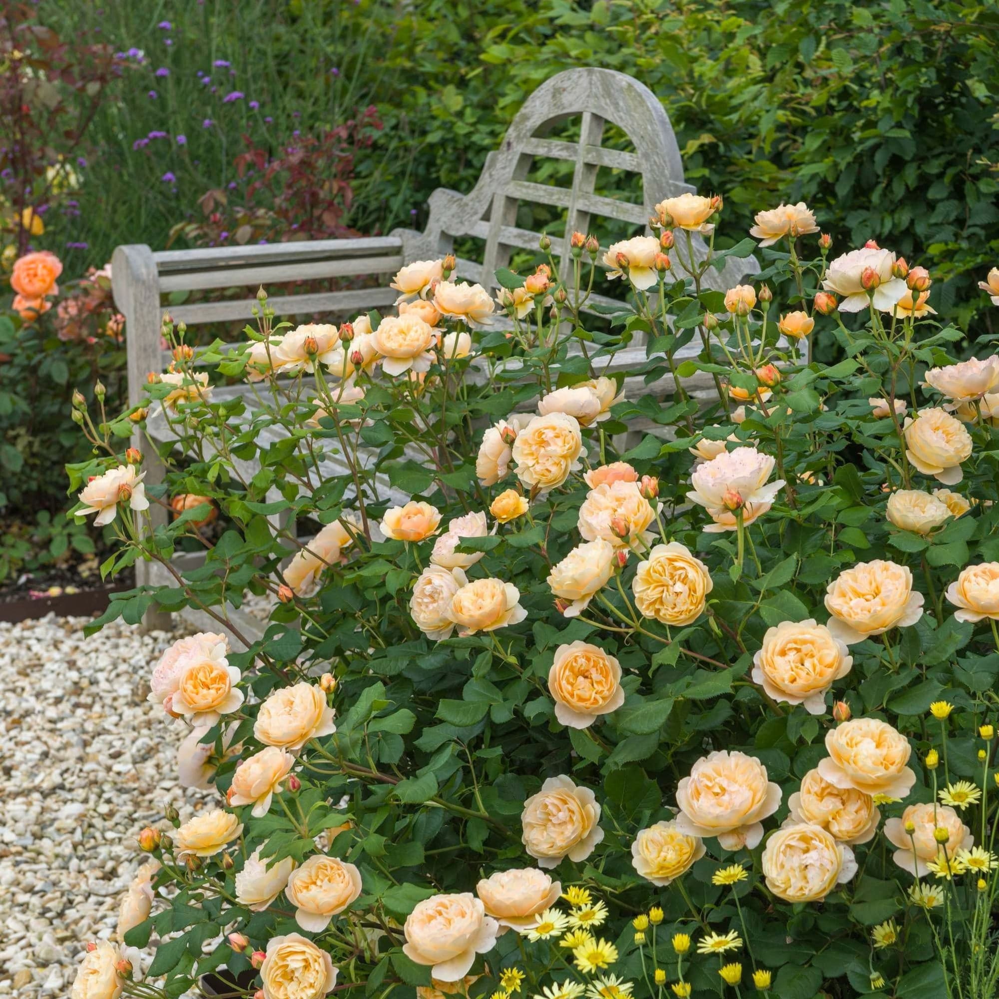 Rosal David Austin® Roald Dahl™ | Fronda