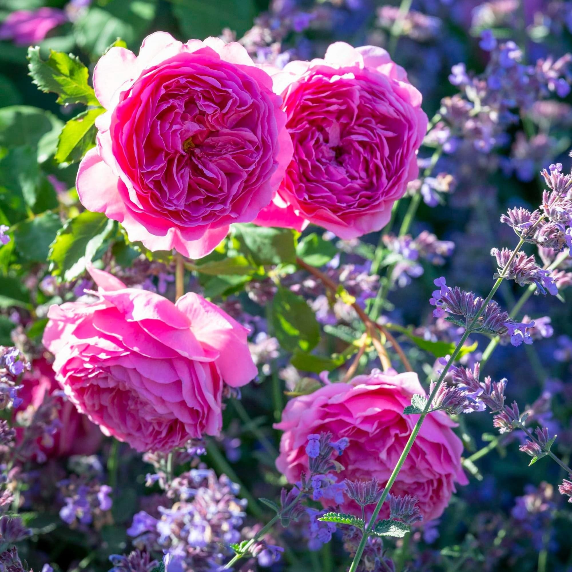 Rosal David Austin® Princess Alexandra of Kent™ | Fronda