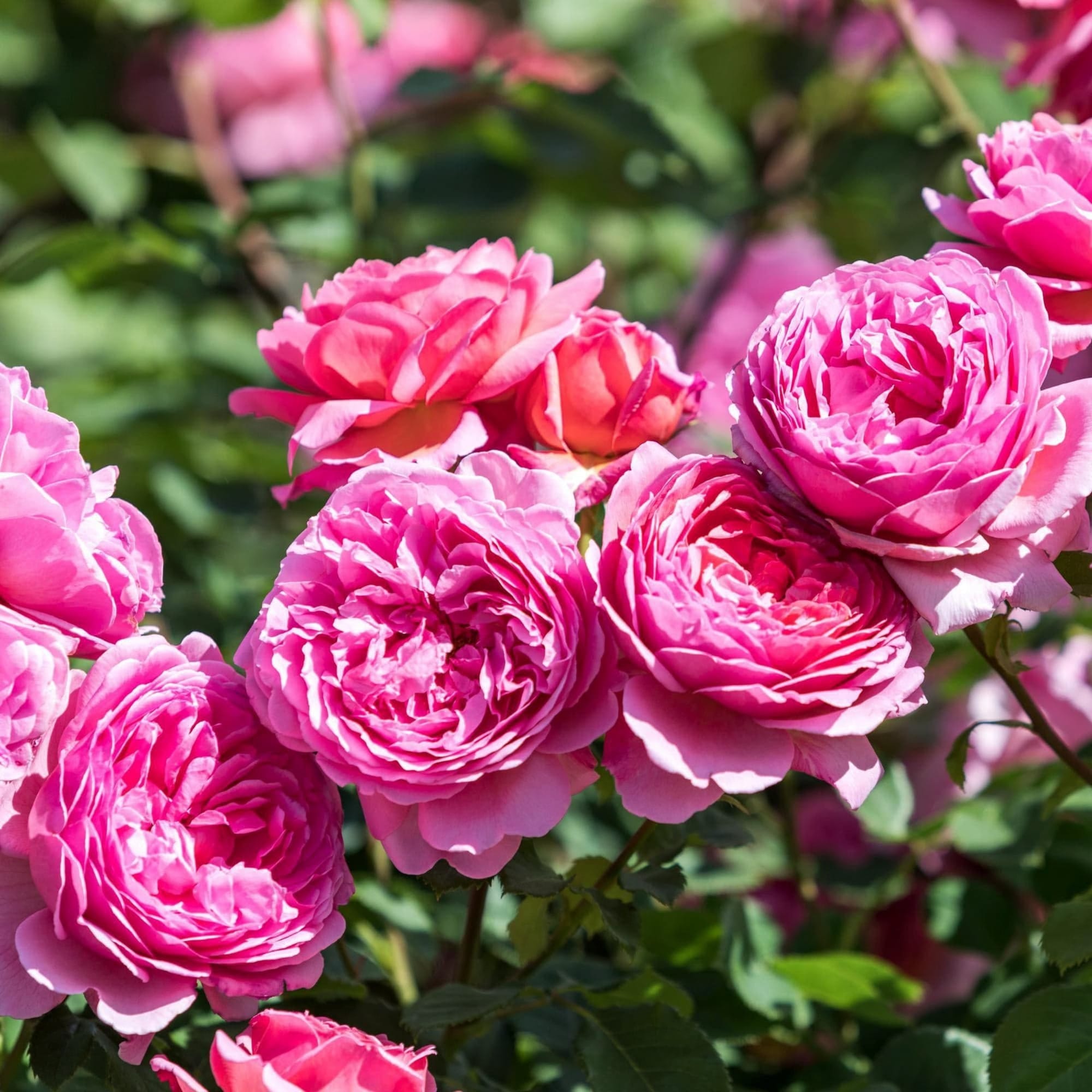 Rosal David Austin® Princess Alexandra of Kent™ | Fronda