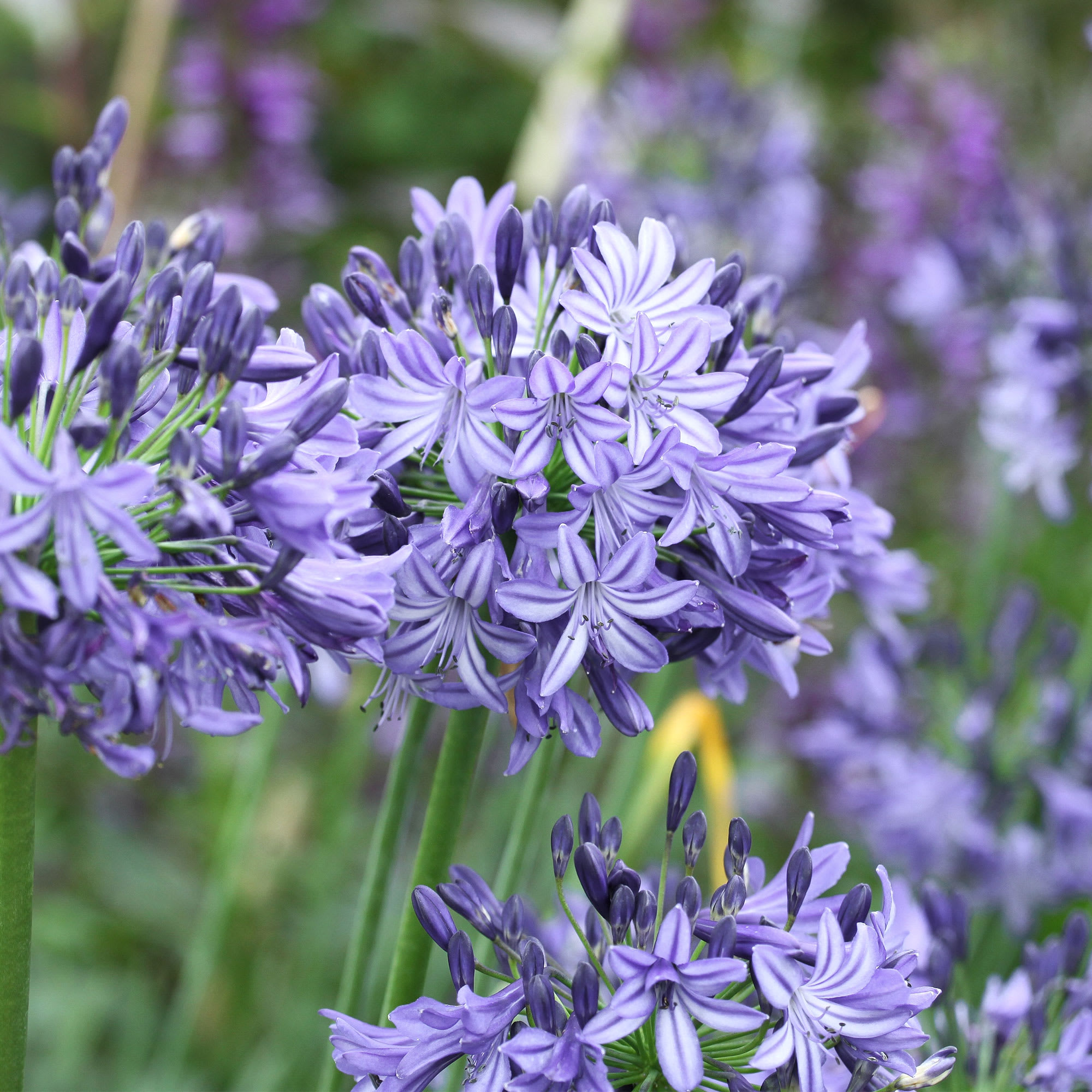 Agapanthus spp. | Fronda