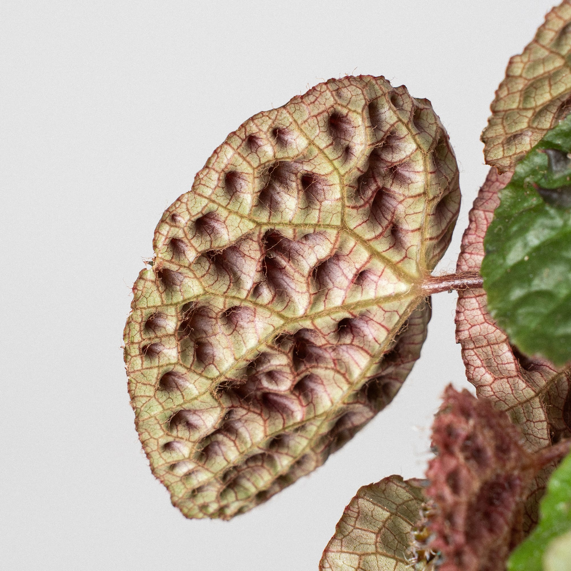 Begonia ferox 'Troll' | Fronda