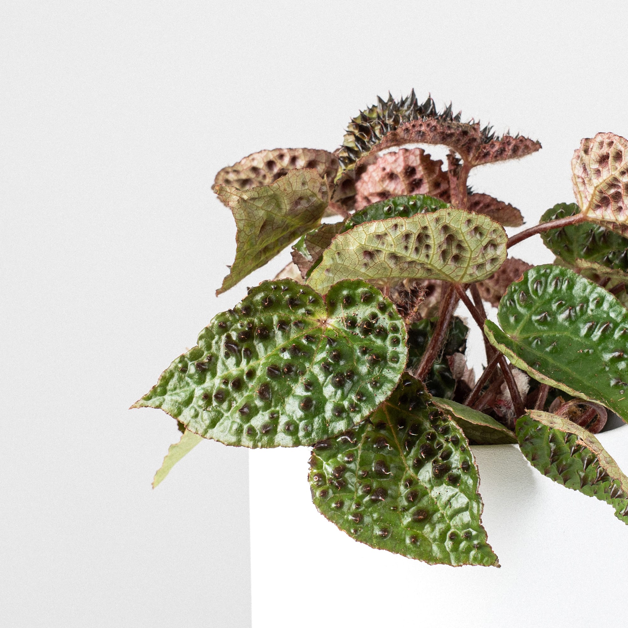 Begonia ferox 'Troll' | Fronda