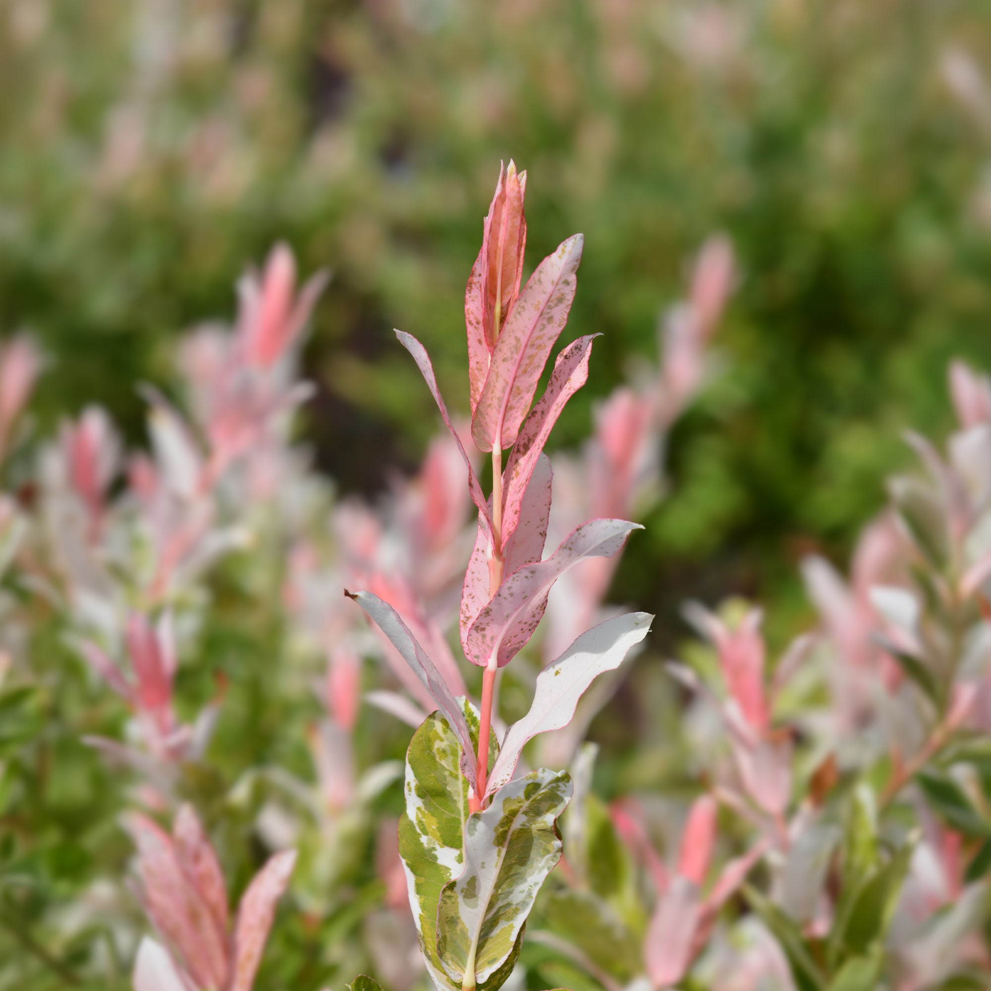 Stilvolle Salix Integra Flamingo Bild