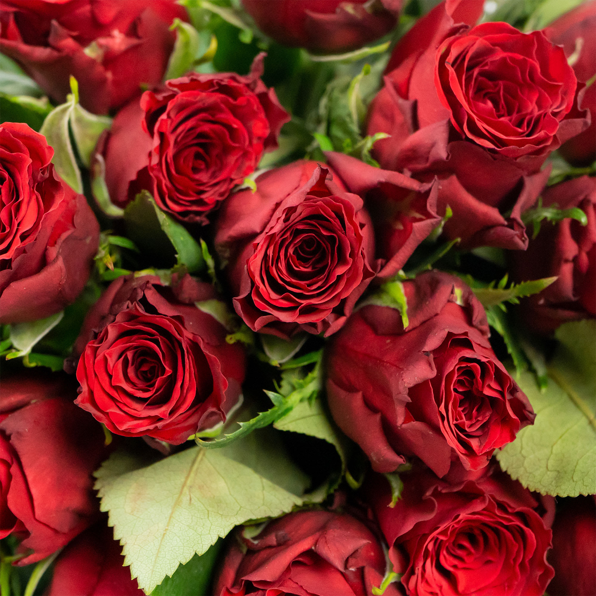 Ramillete de Mini Rosas Rojas | Fronda