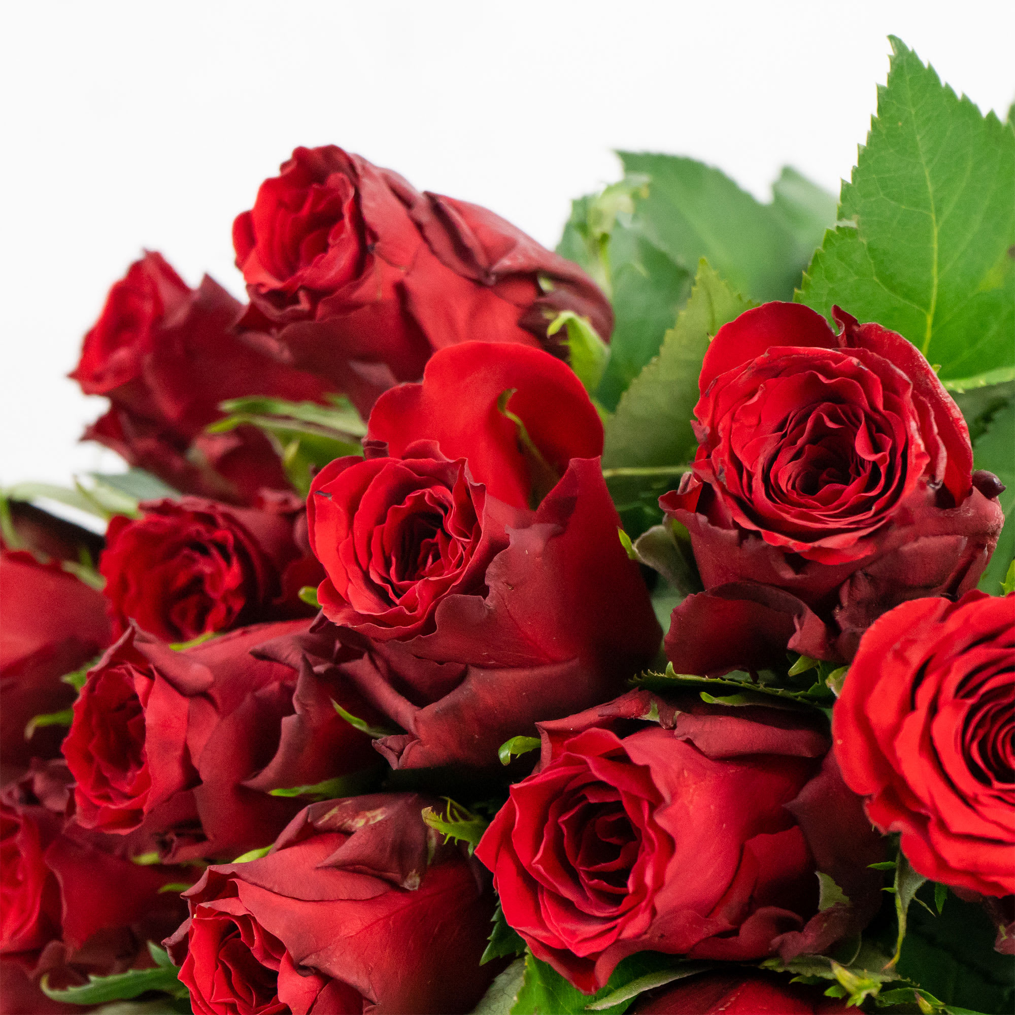 Ramillete de Mini Rosas Rojas | Fronda